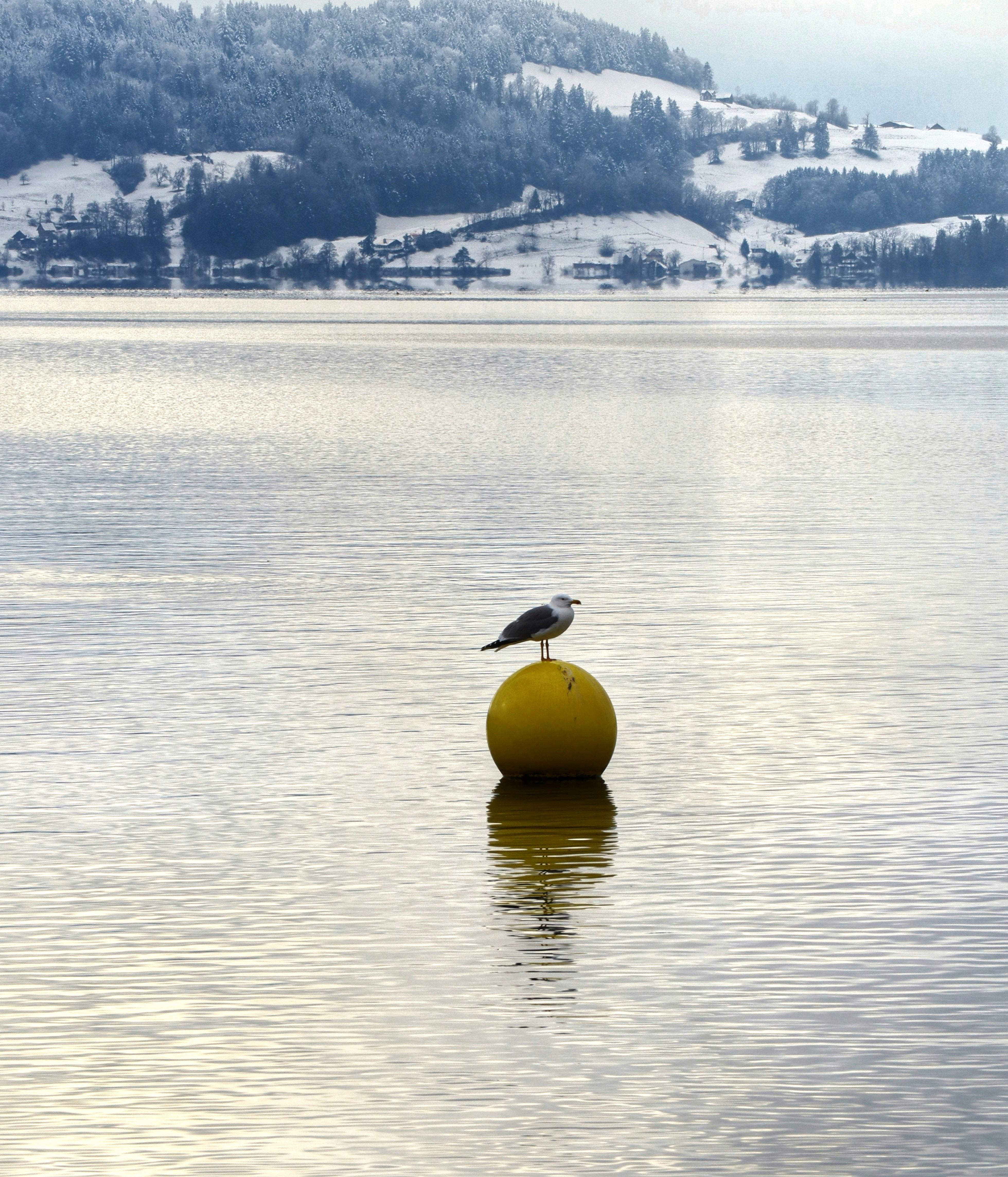 A bird sitting on top of a yellow ball in the water