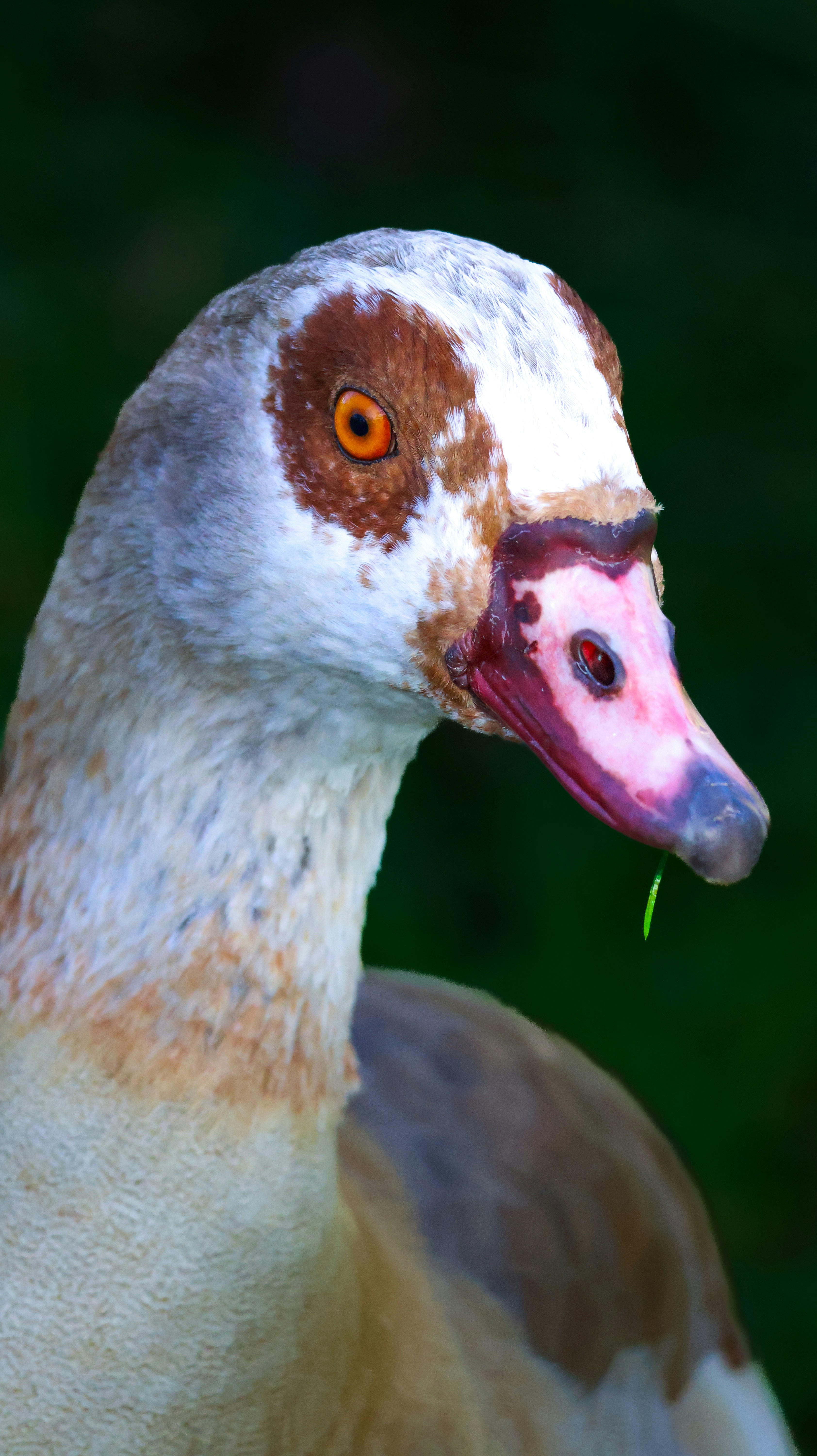 A close up of a duck with a blurry background