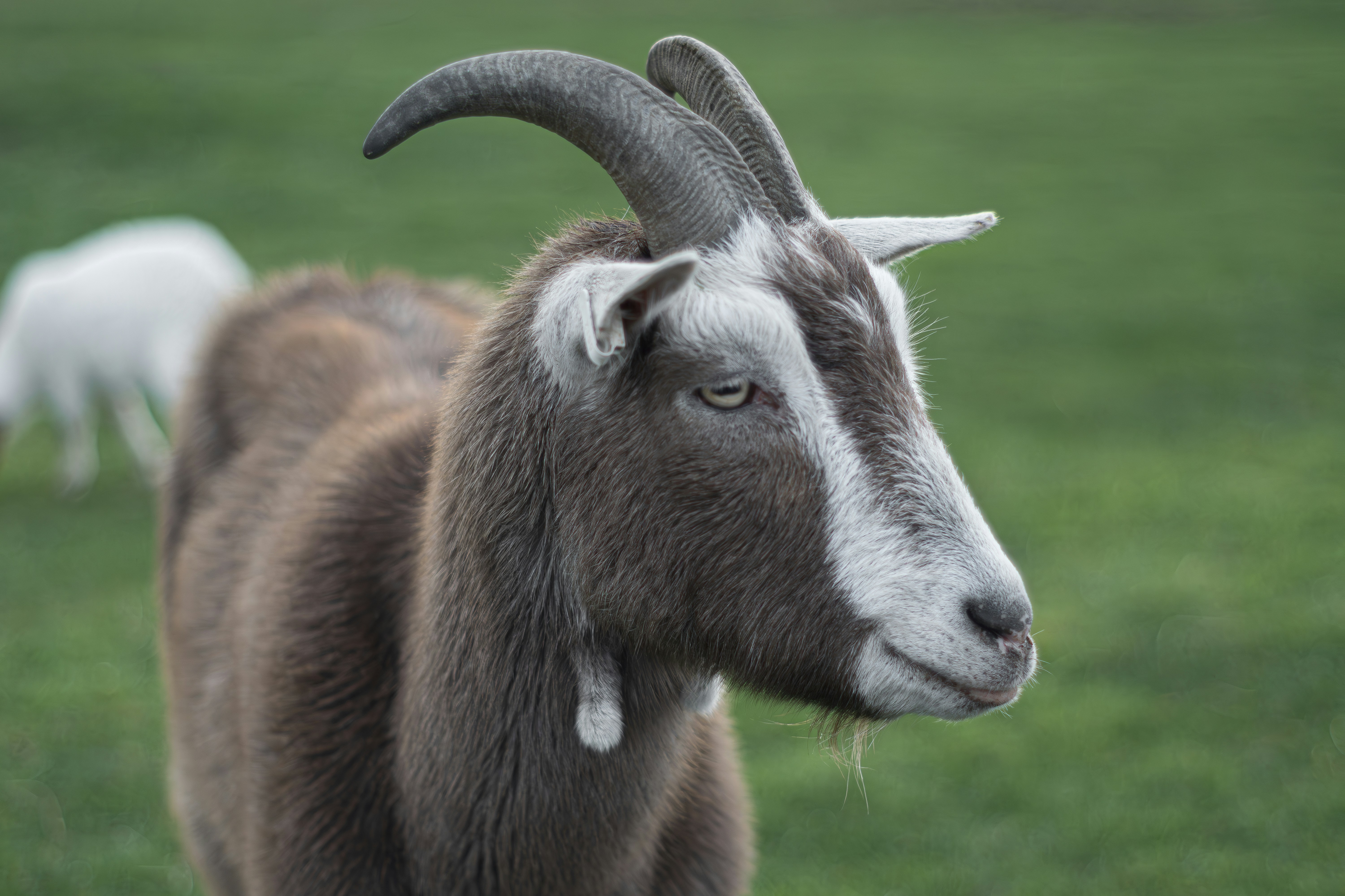 A close up of a goat on a field of grass photo – Free Animal Image on ...
