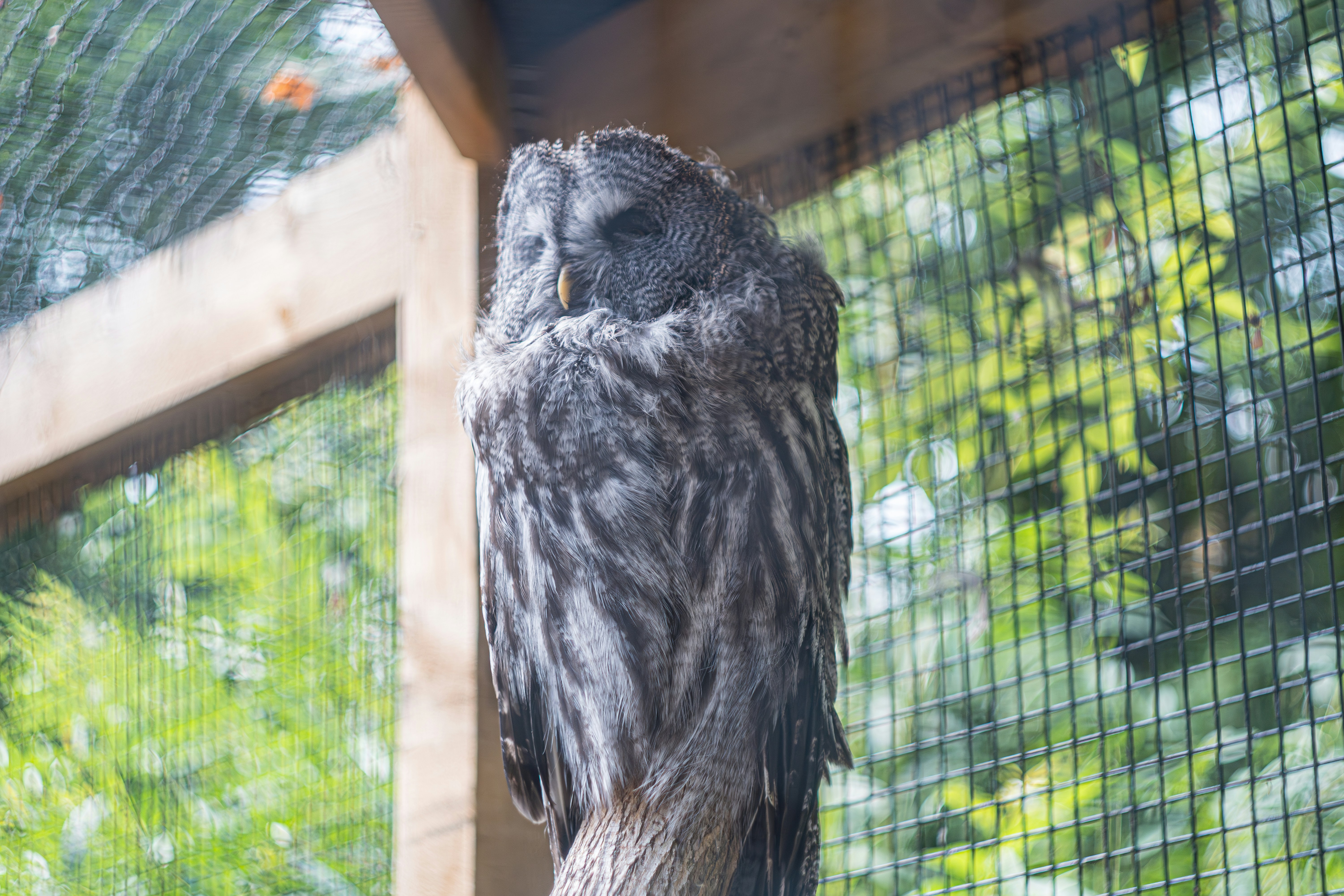 An owl sitting on a perch in a cage photo – Free Uk Image on Unsplash