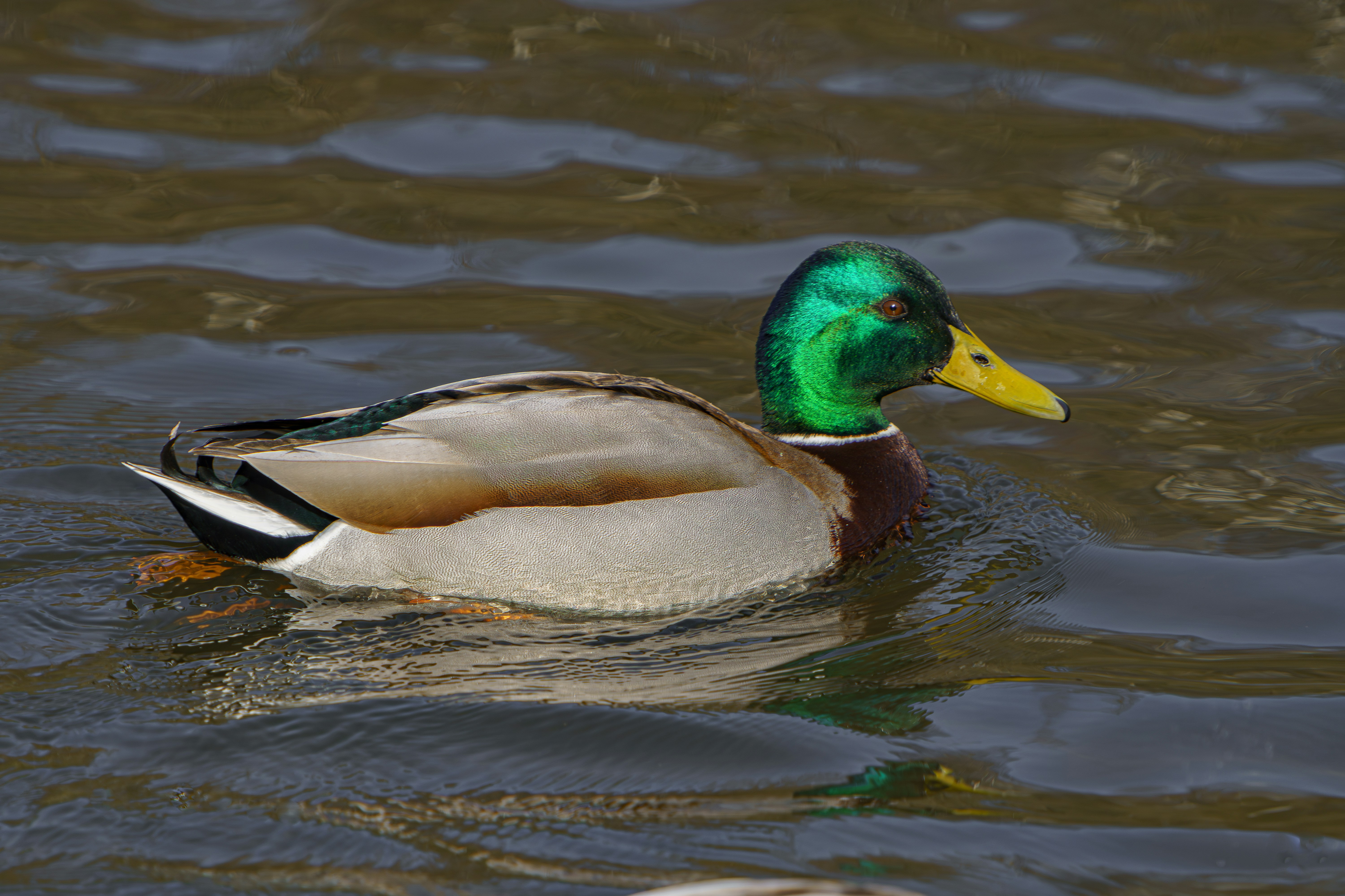 A duck swimming on top of a body of water photo – Free Uk Image on Unsplash