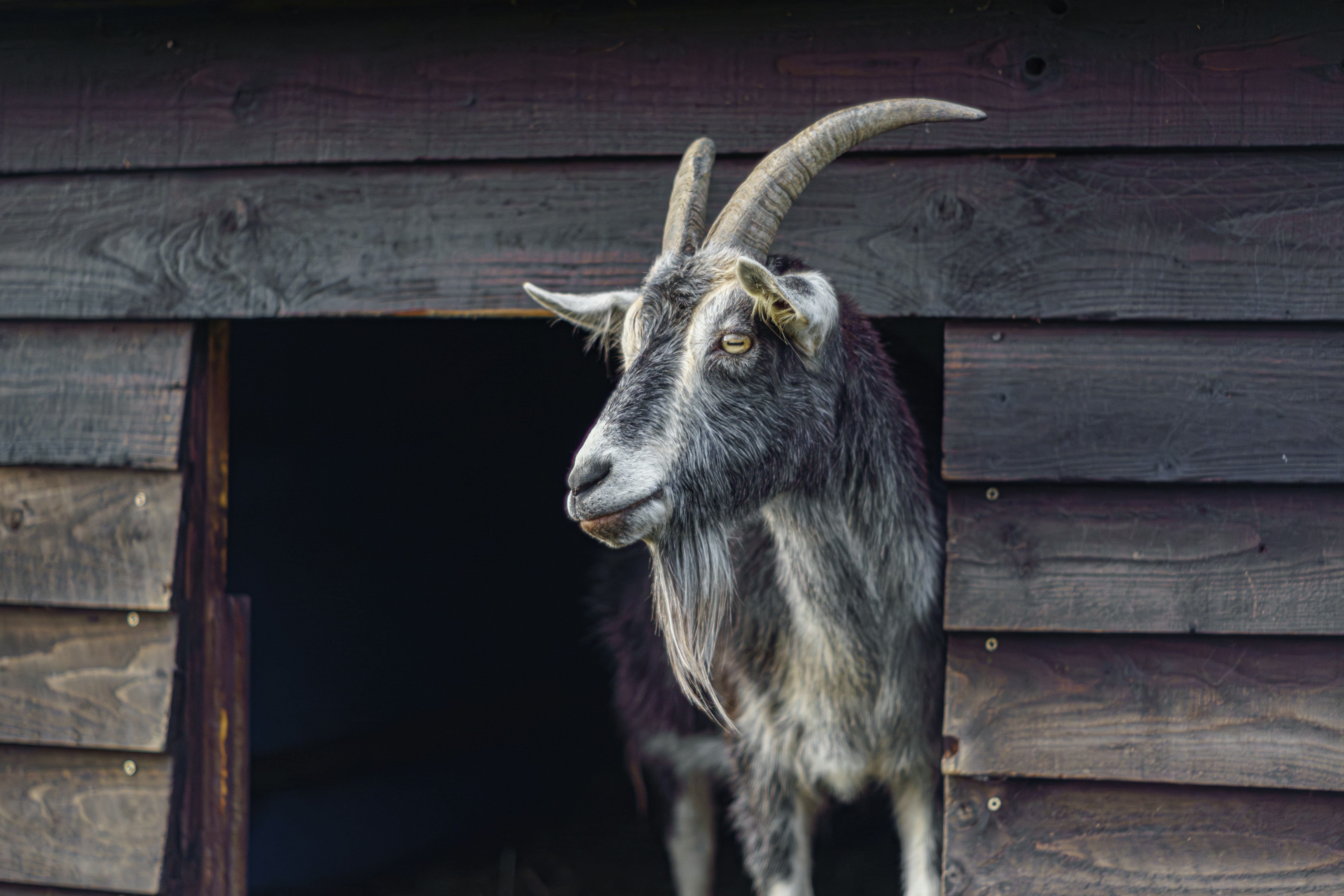 A goat standing in a doorway of a building photo – Free Animal Image on ...