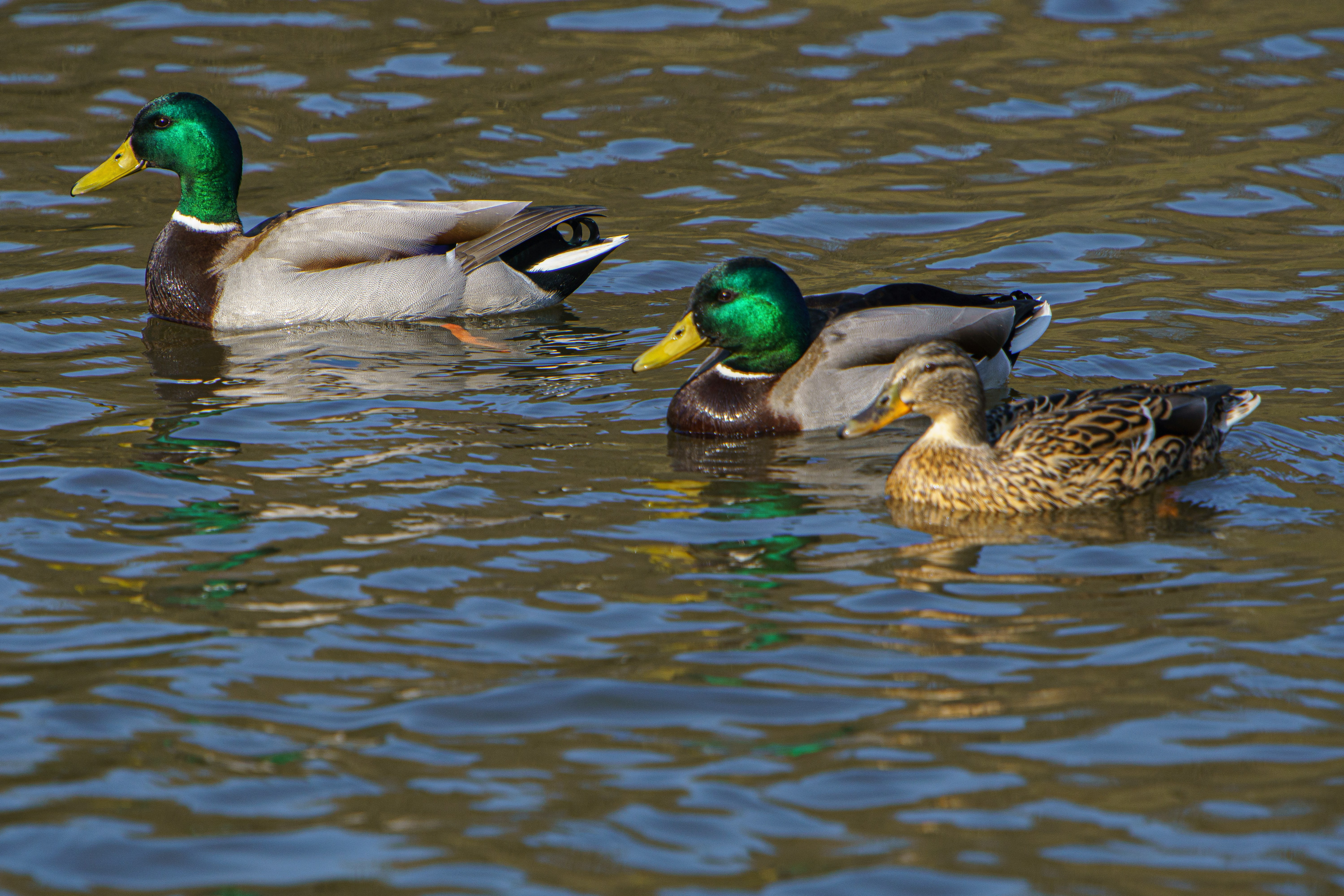 Un groupe de canards flottant à la surface d’un lac photo – Image ...