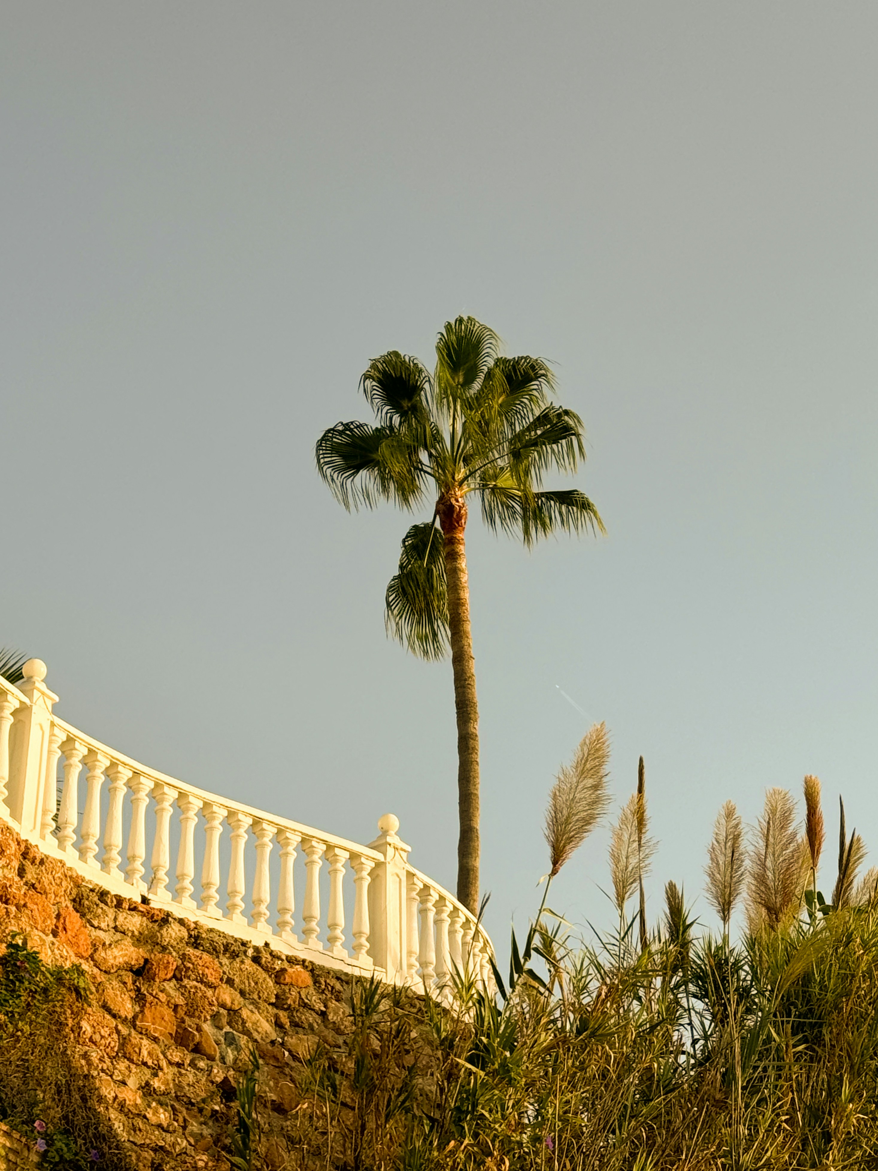Solitary palm tree rises beside a white balustrade under a warm, golden sky.