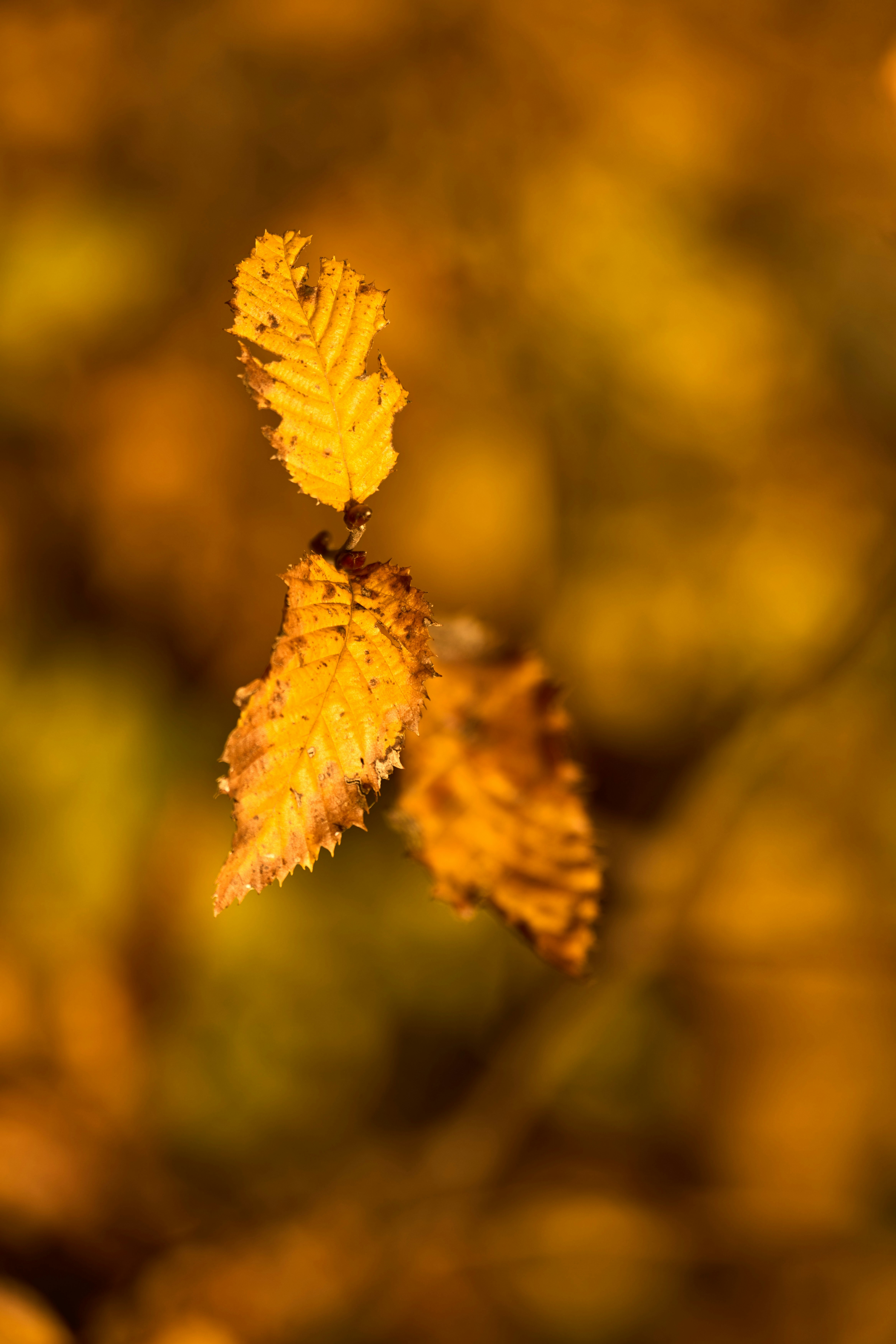 A leaf that is floating in the air photo – Free Plant Image on Unsplash