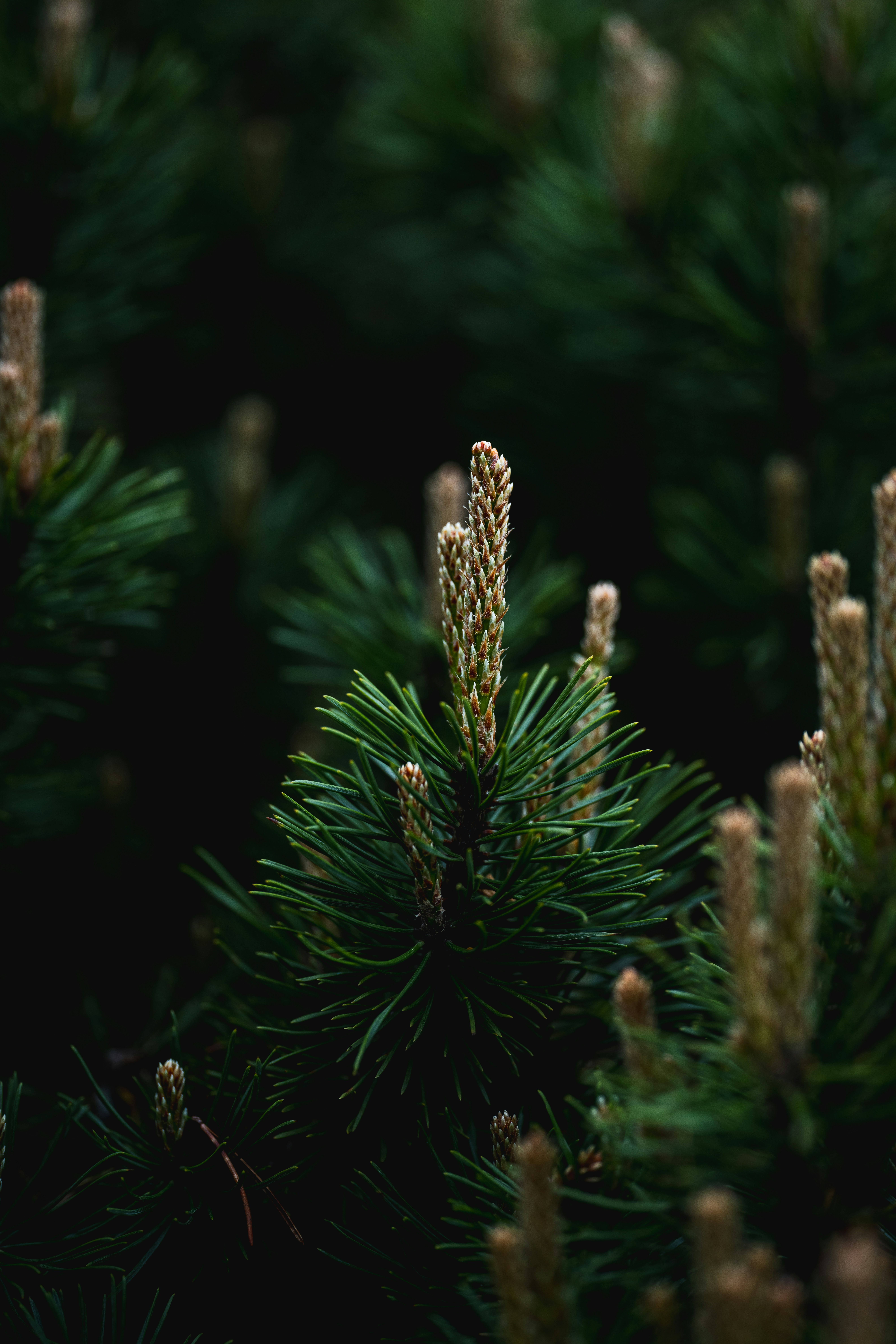 A close up of a pine tree with lots of needles photo – Free Wallpaper ...