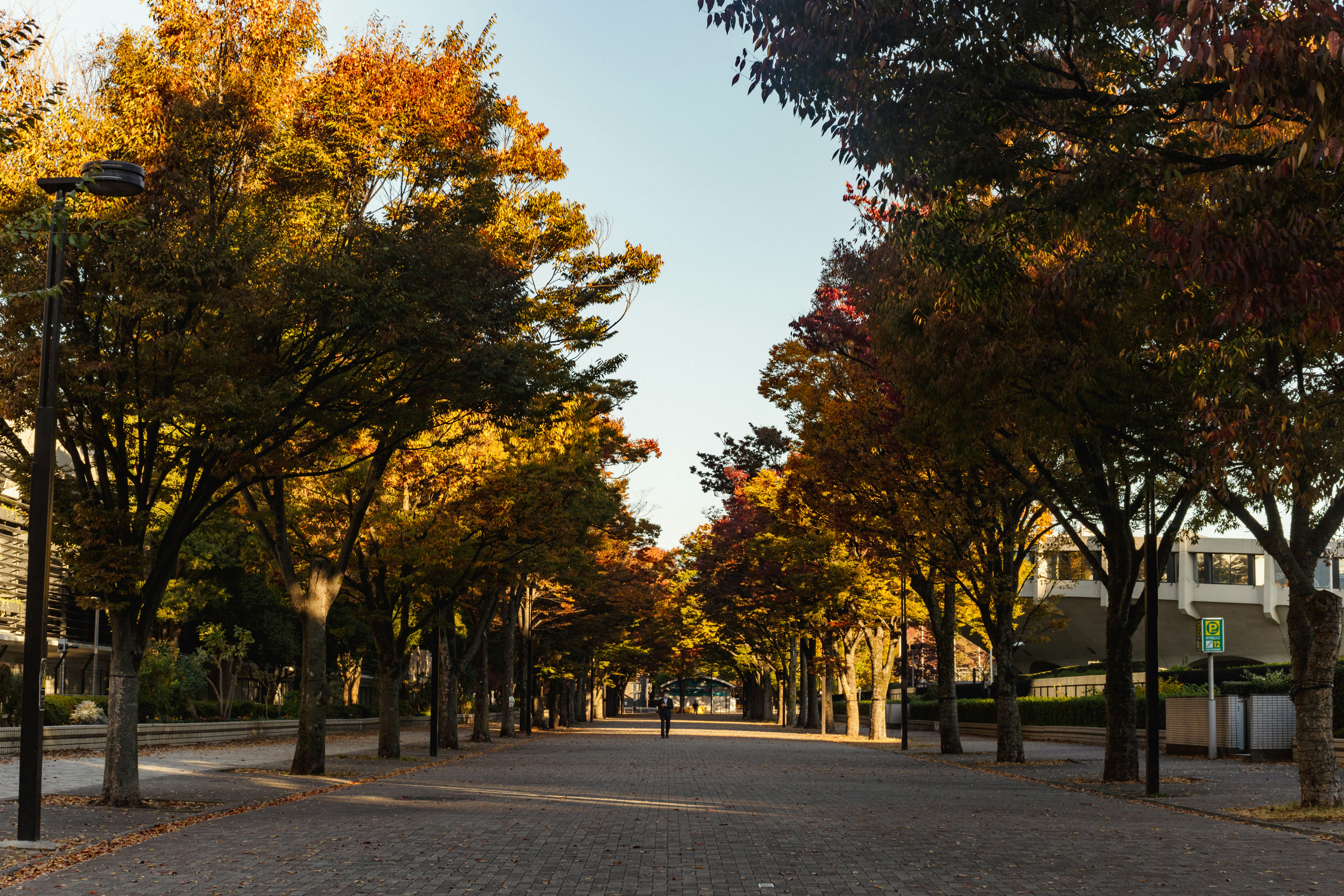 A street lined with lots of trees next to tall buildings photo – Free ...