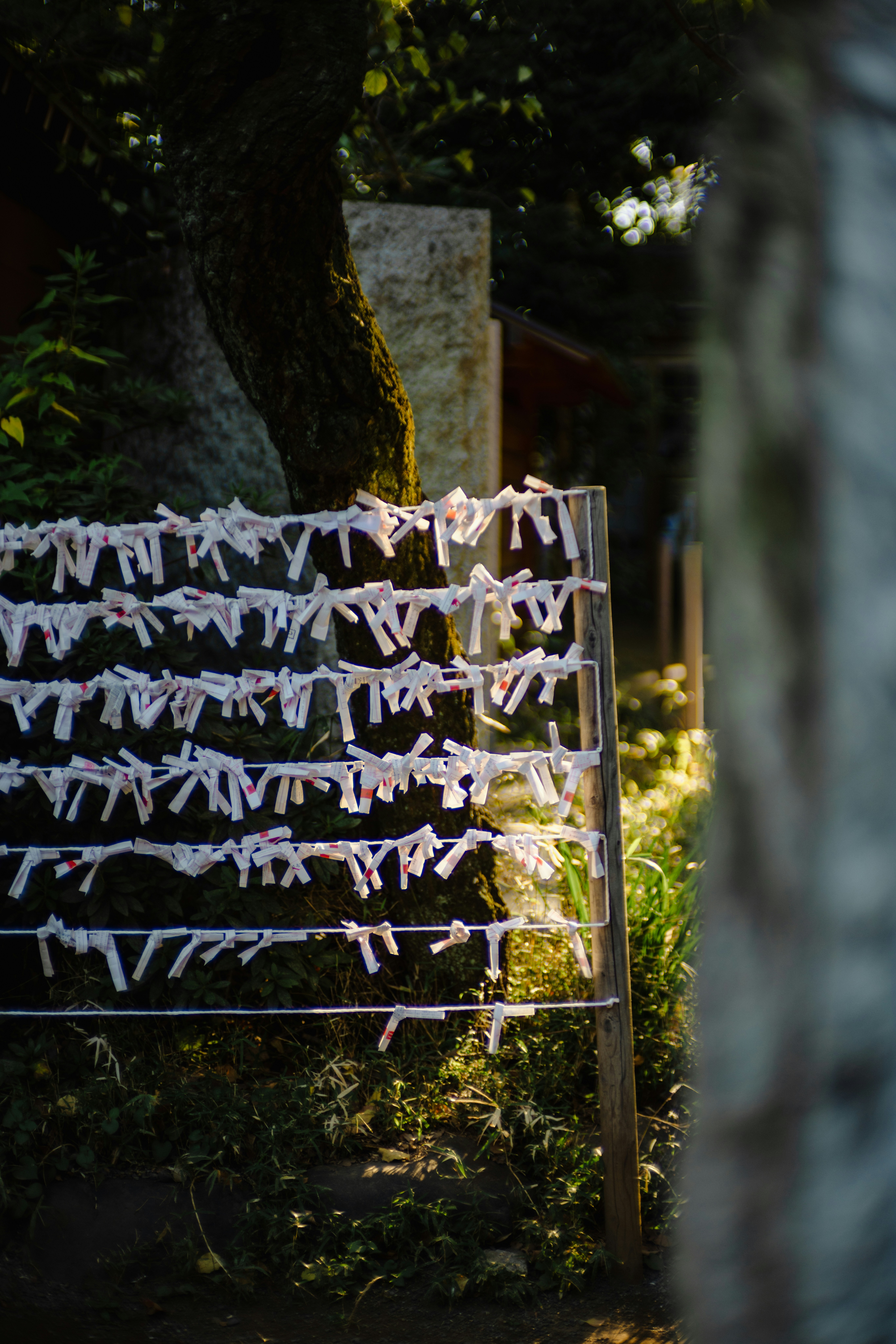 Whispering Ribbons on a Mossy Garden Fence