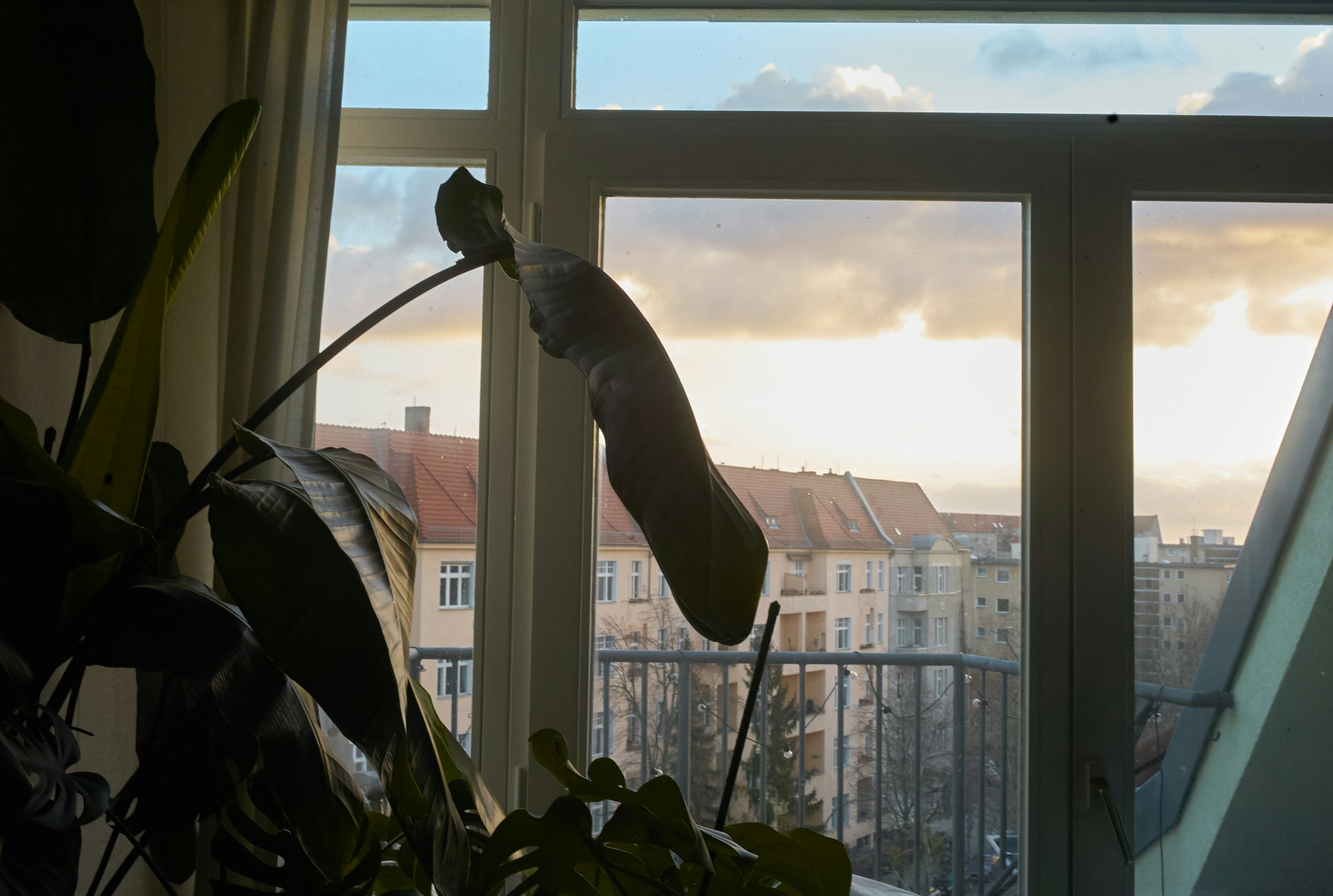 Sunlit window frame and houseplants silhouette against cityscape