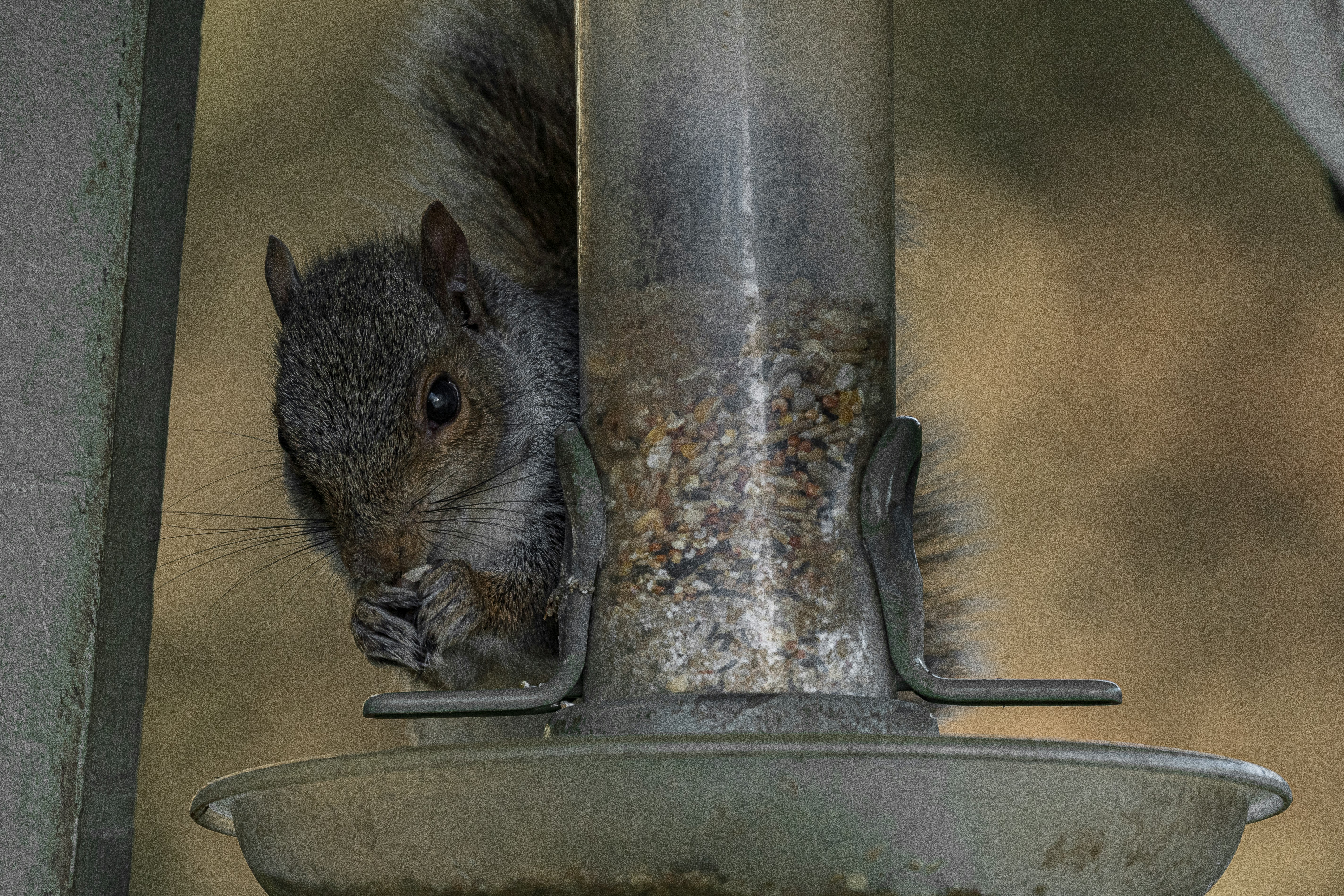 Nibbling Nature's Bounty