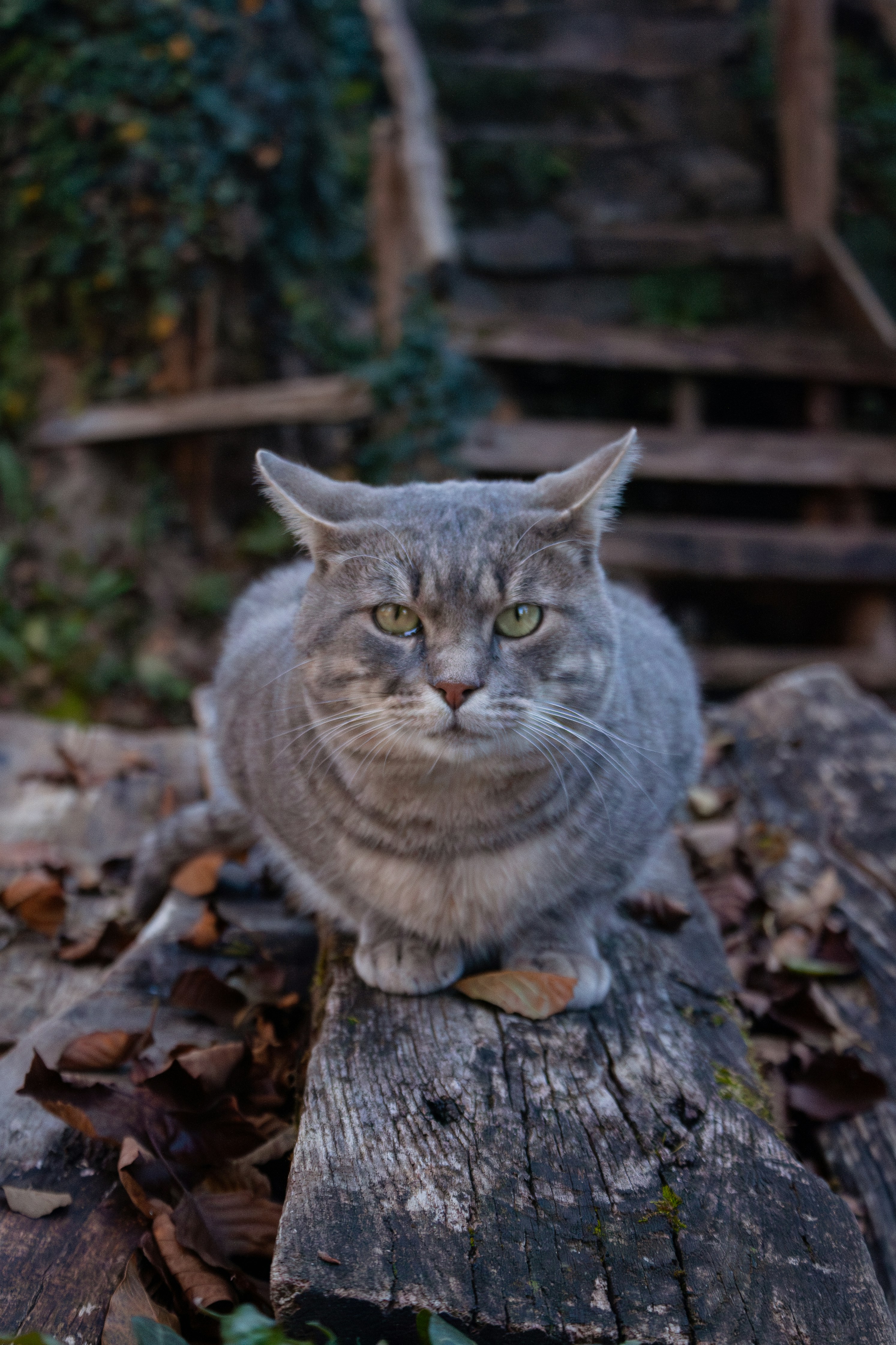 Gaze on Weathered Timber: A Grey Cat Perched on a Log