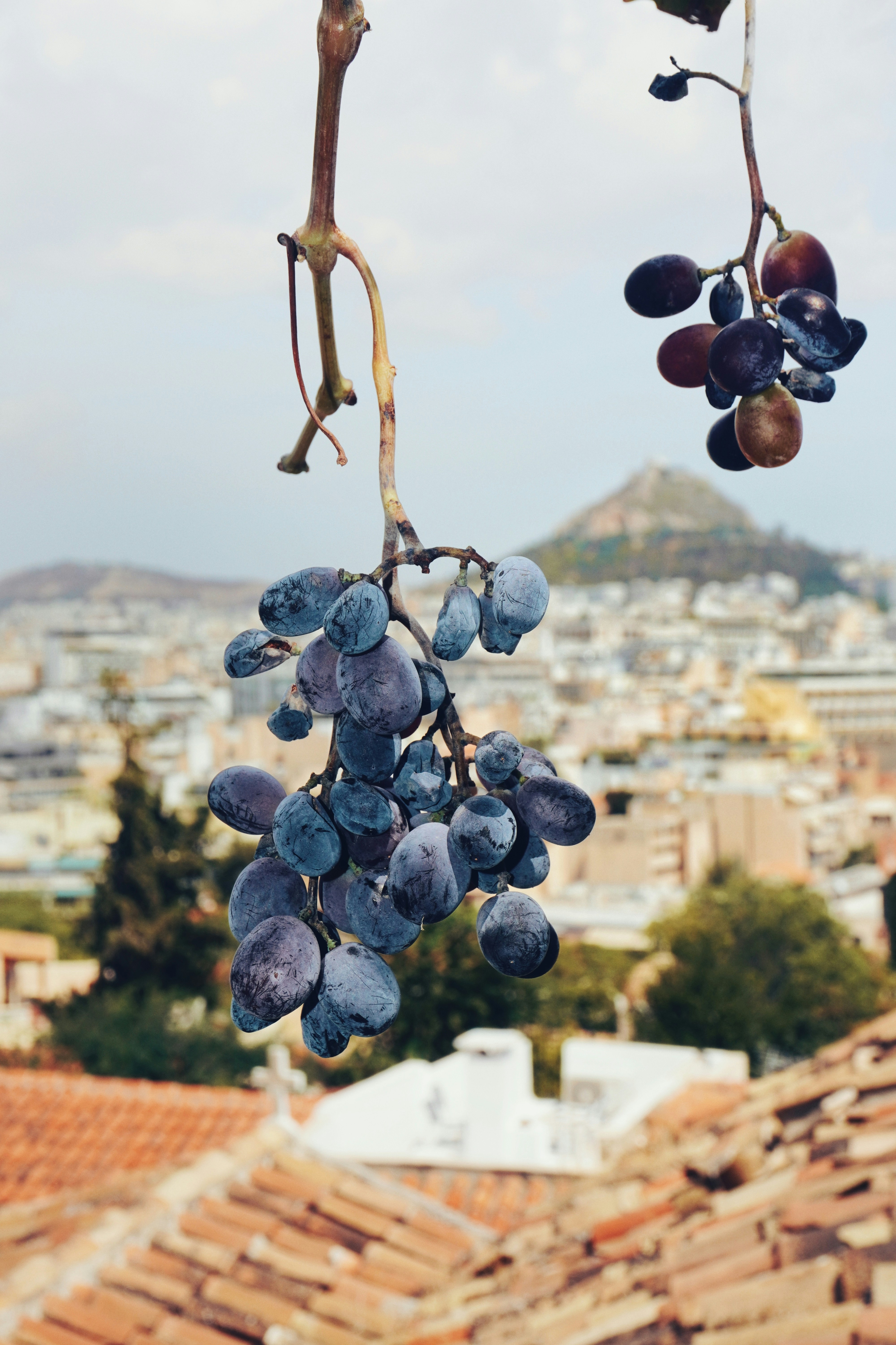 Grape Pendant Over a Sunlit Cityscape