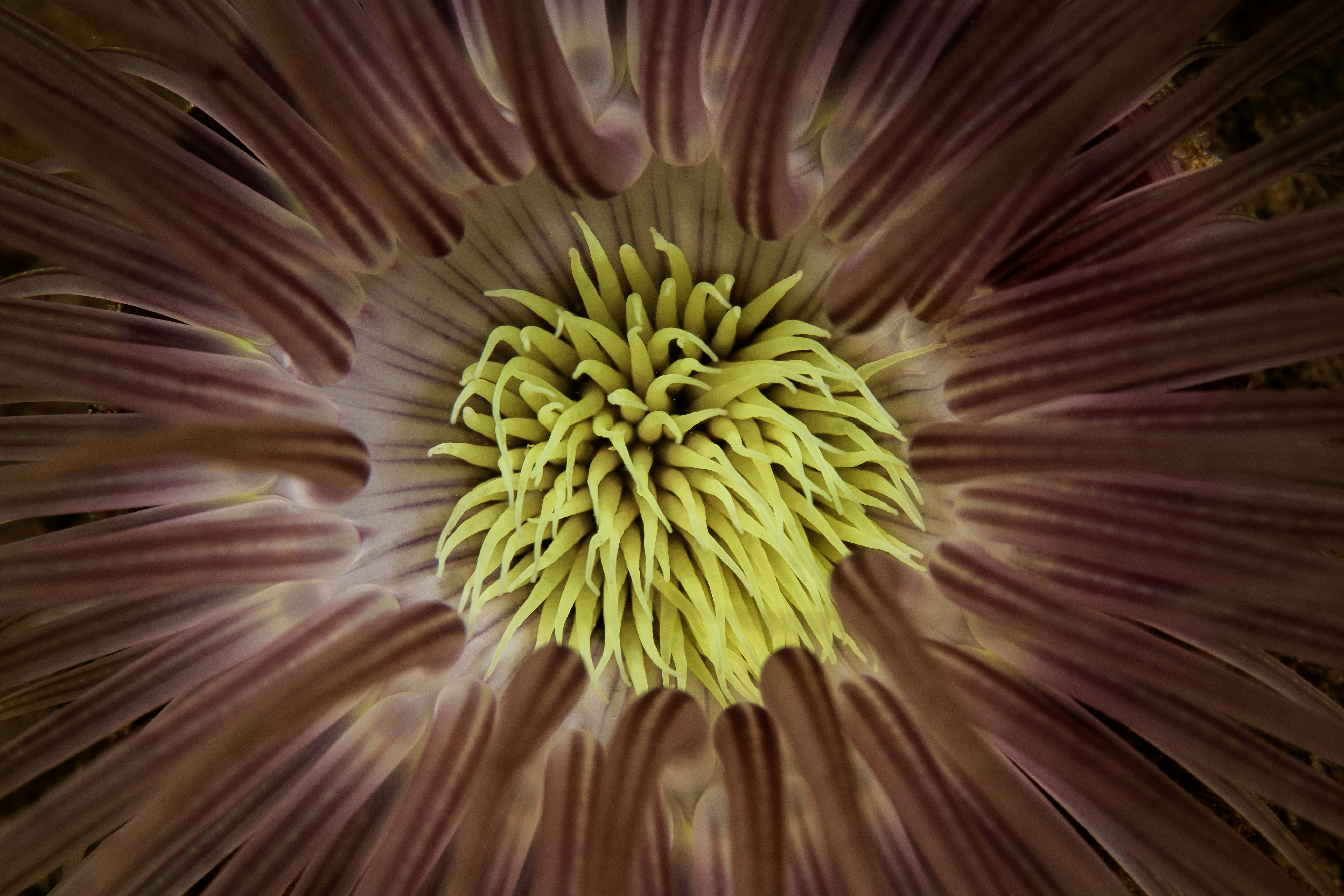 Close-up of an anemone's vibrant tentacles radiating from its center.