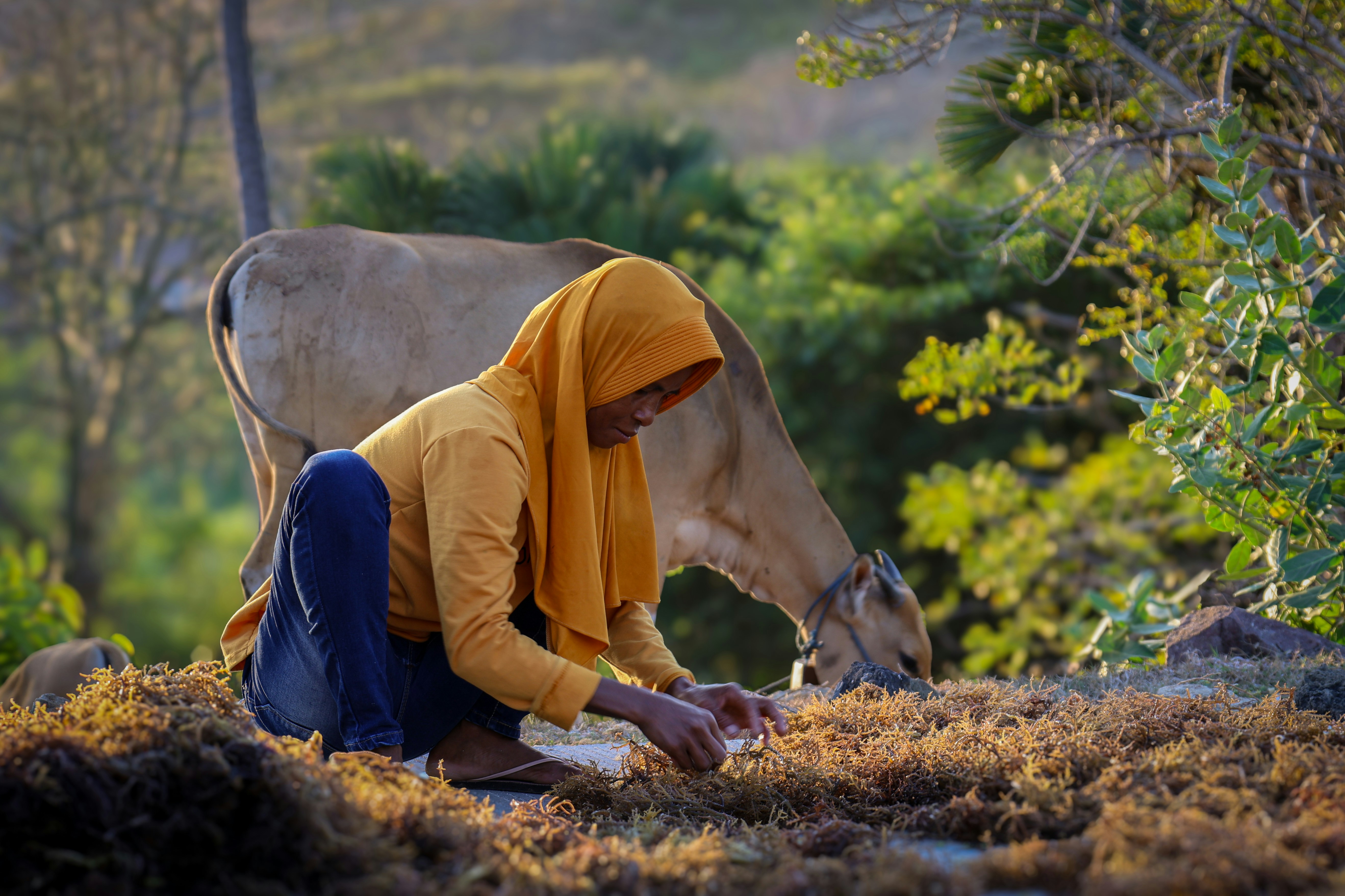Quiet Harvest: A Woman Tends the Ground as a Cow Grazes Nearby
