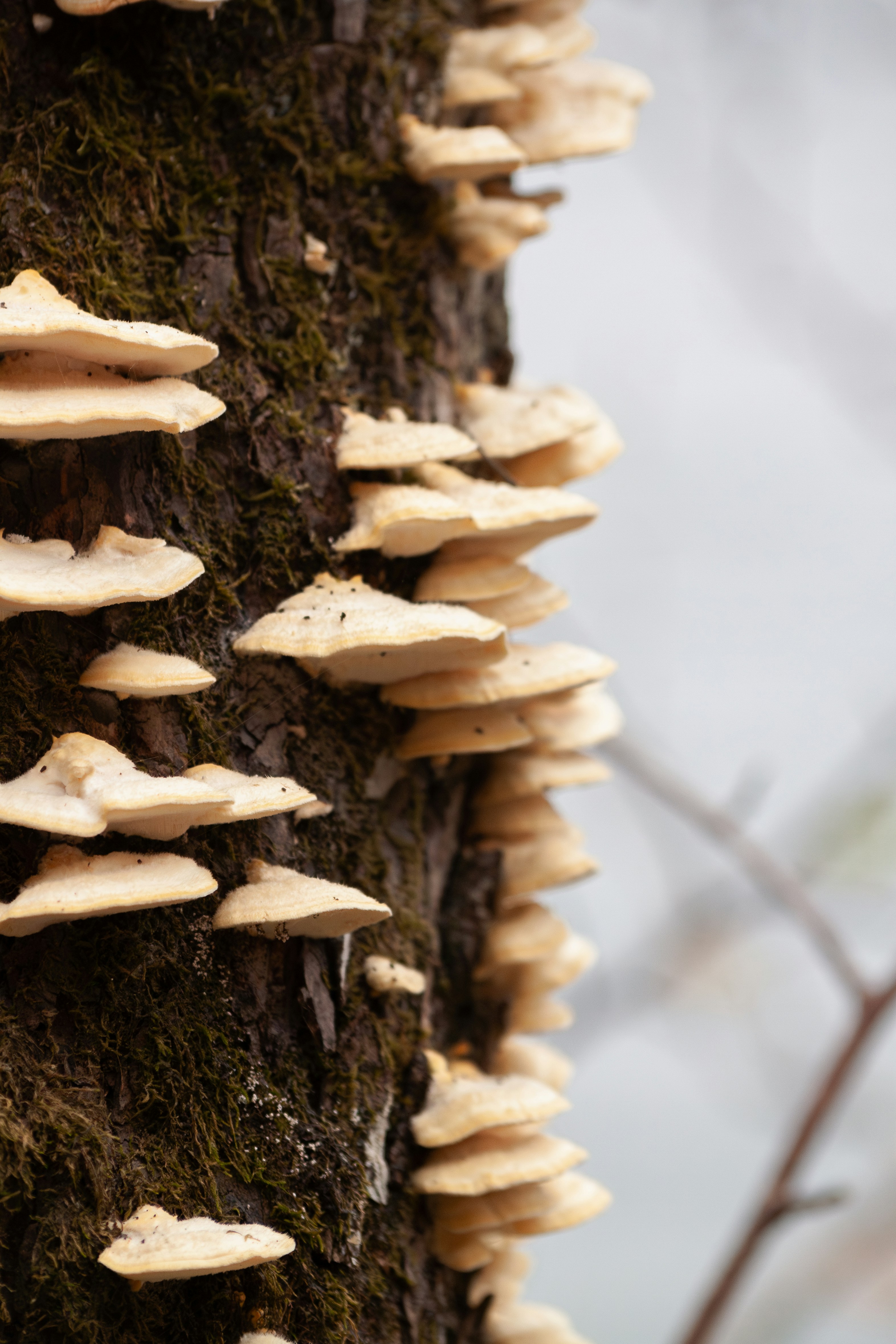 Mushroomed trunk: a row of shelf fungi clinging to mossy bark
