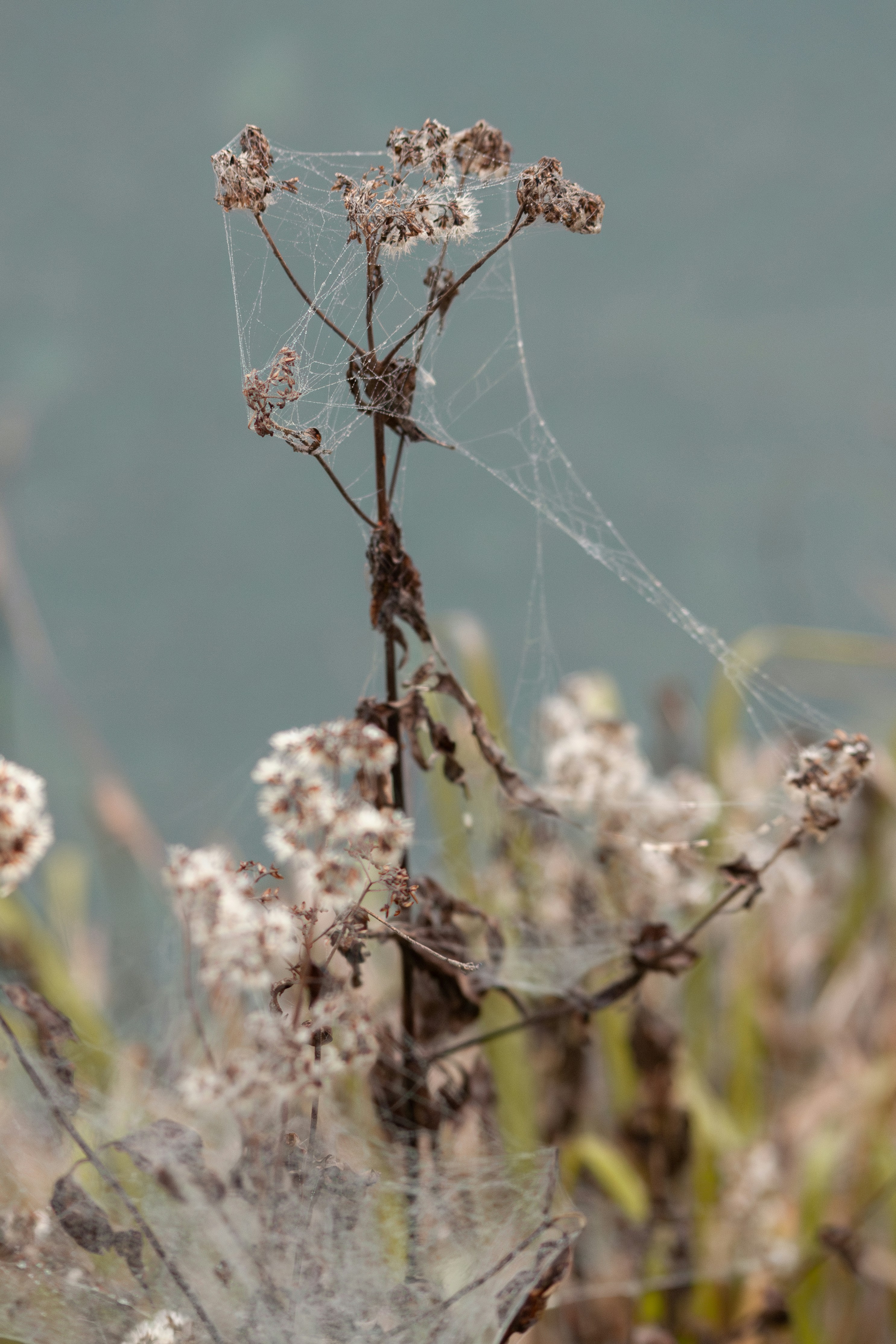 Spider-web caught on the flowers of Plitvice
