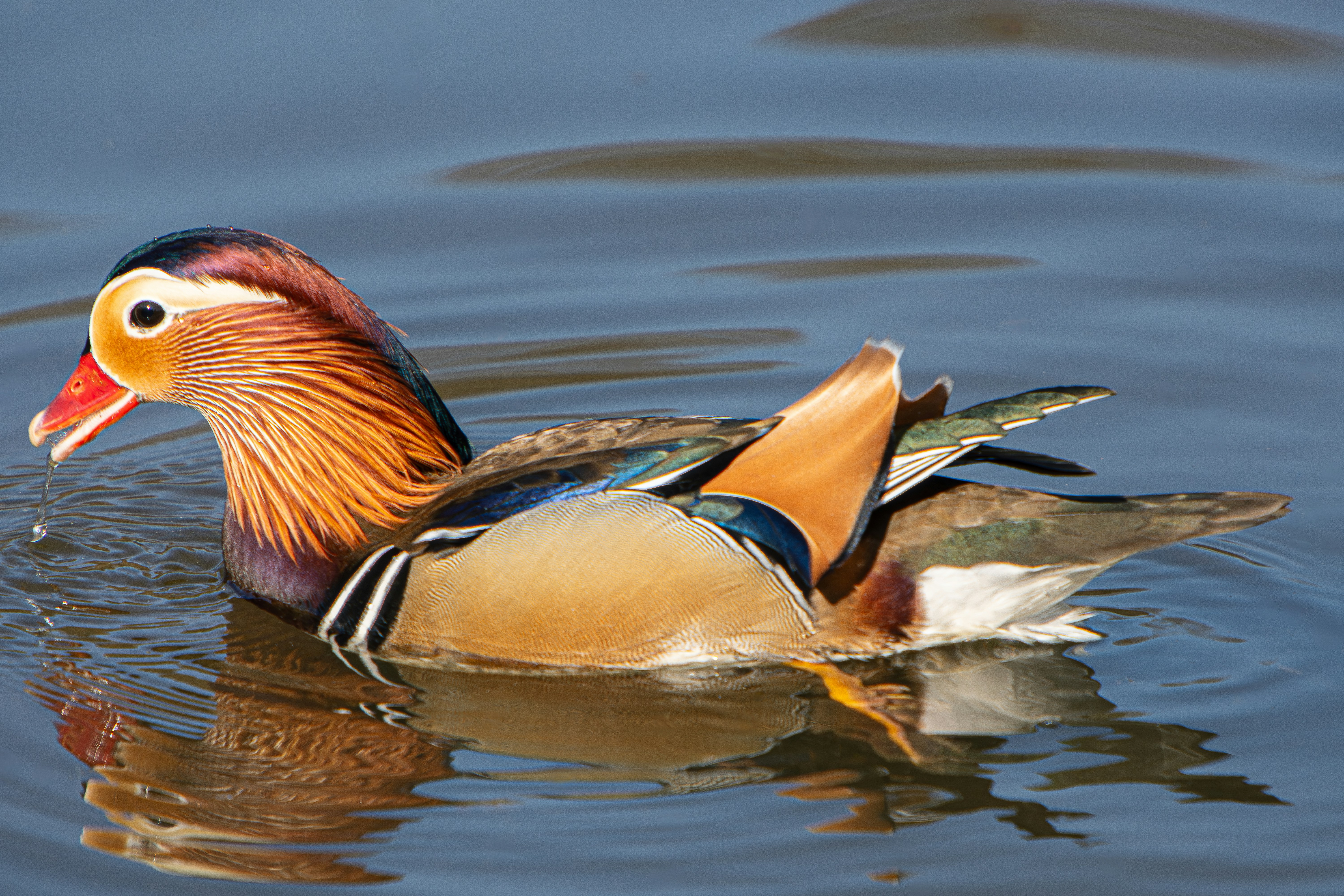 A colorful bird floating on top of a body of water photo – Free Leeds ...