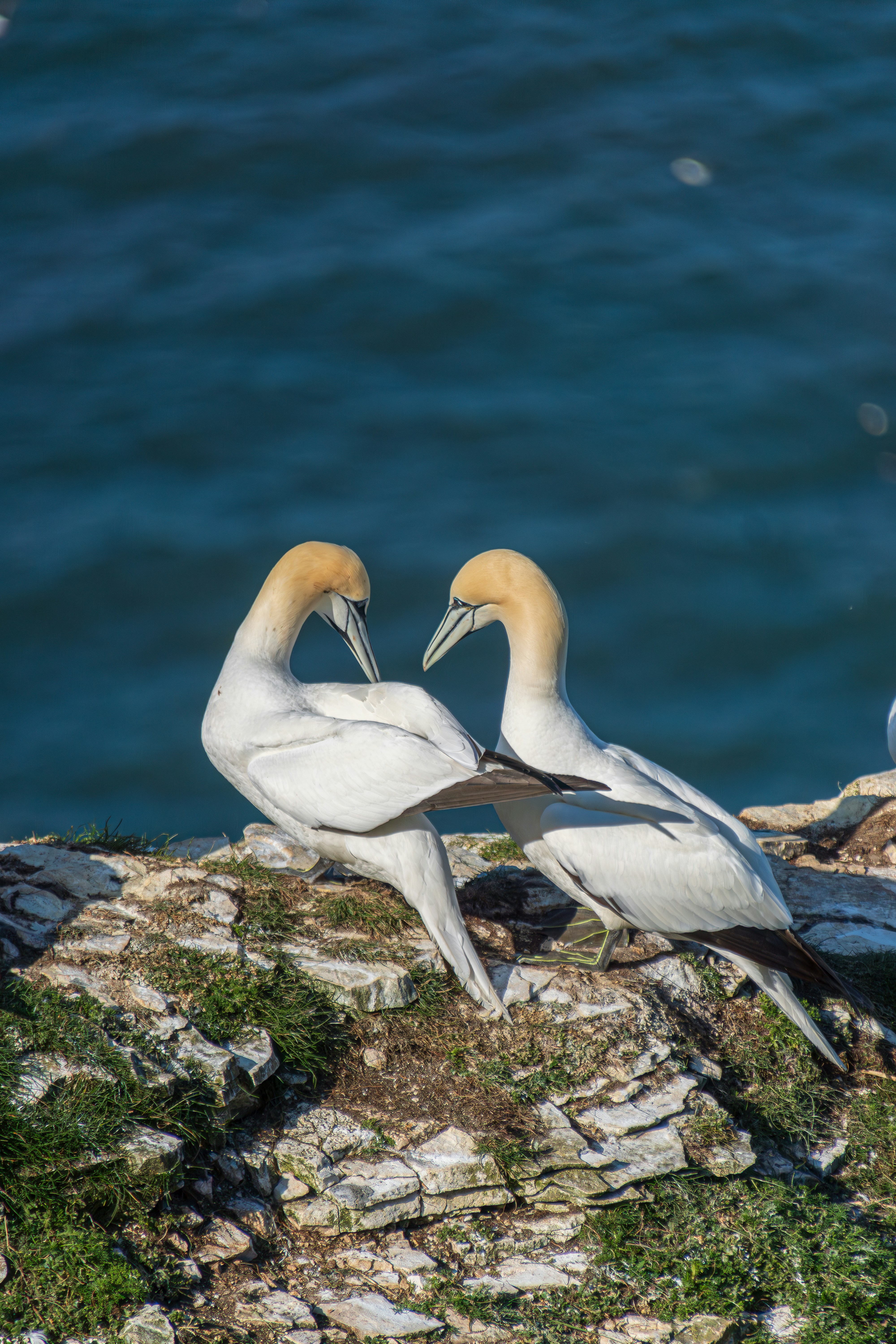 A group of birds sitting on top of a rock photo – Free Rspb bempton ...