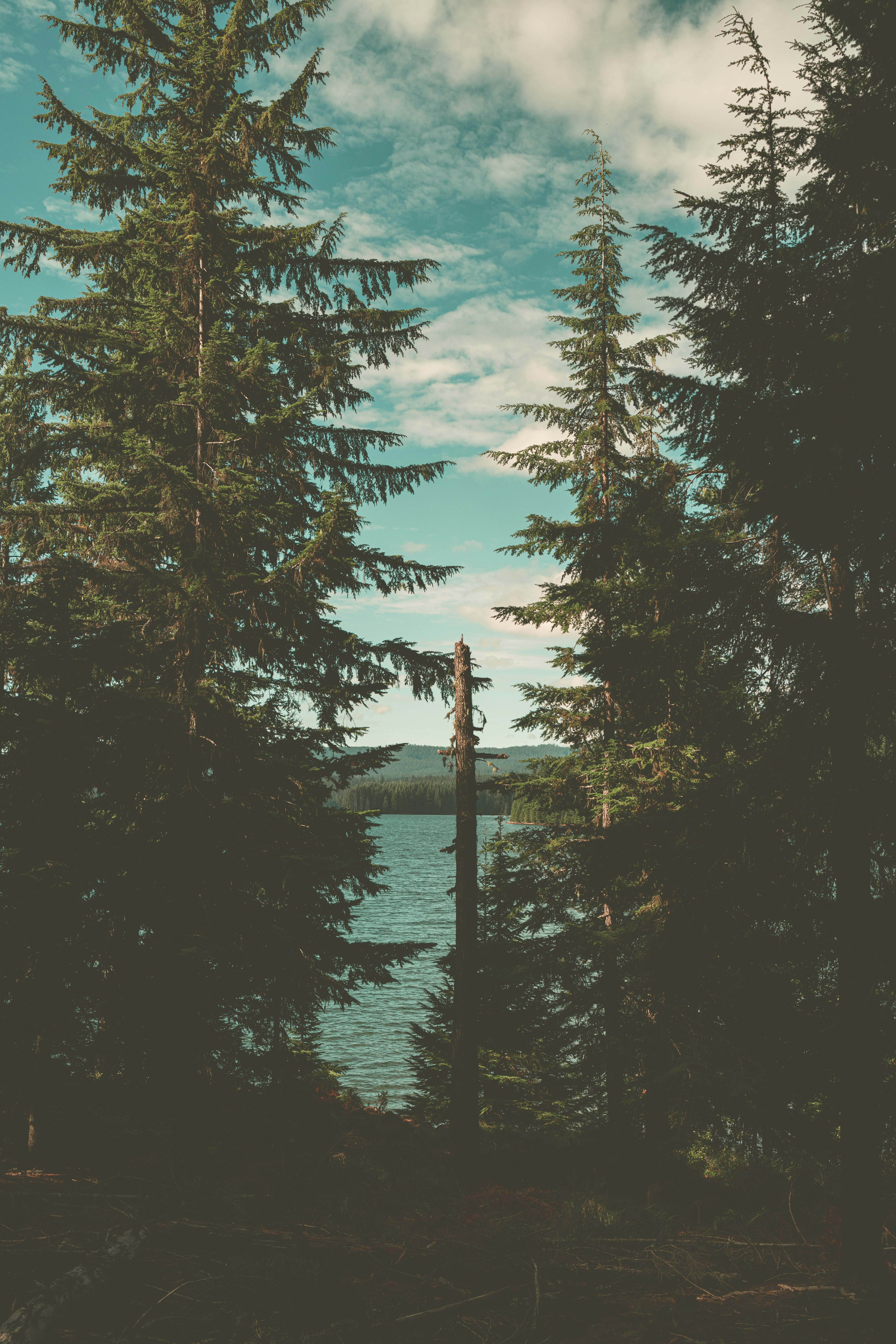 Une vue d’un lac à travers quelques arbres photo – Image gratuite de ...