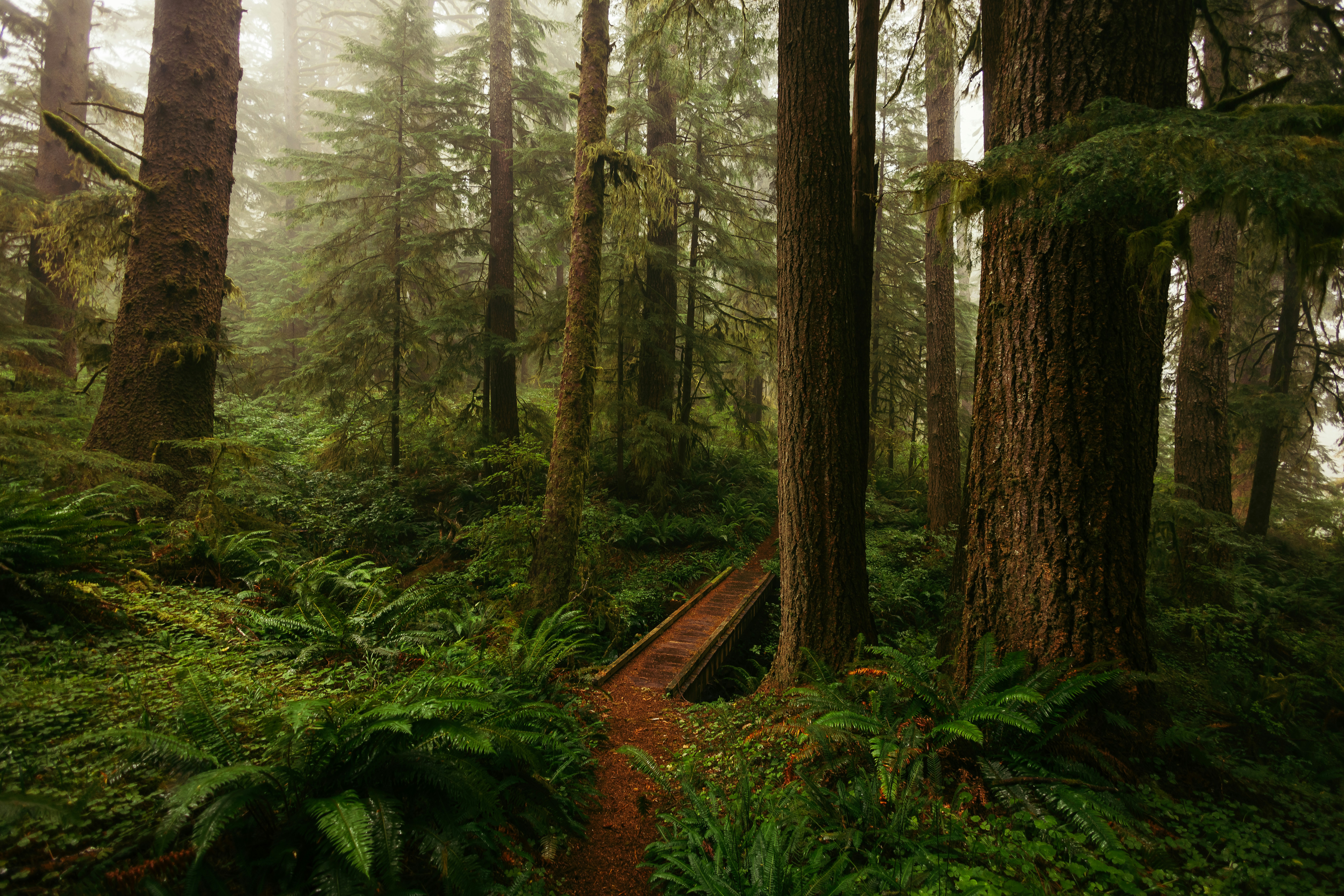 Un chemin à travers une forêt dense par une journée brumeuse photo ...