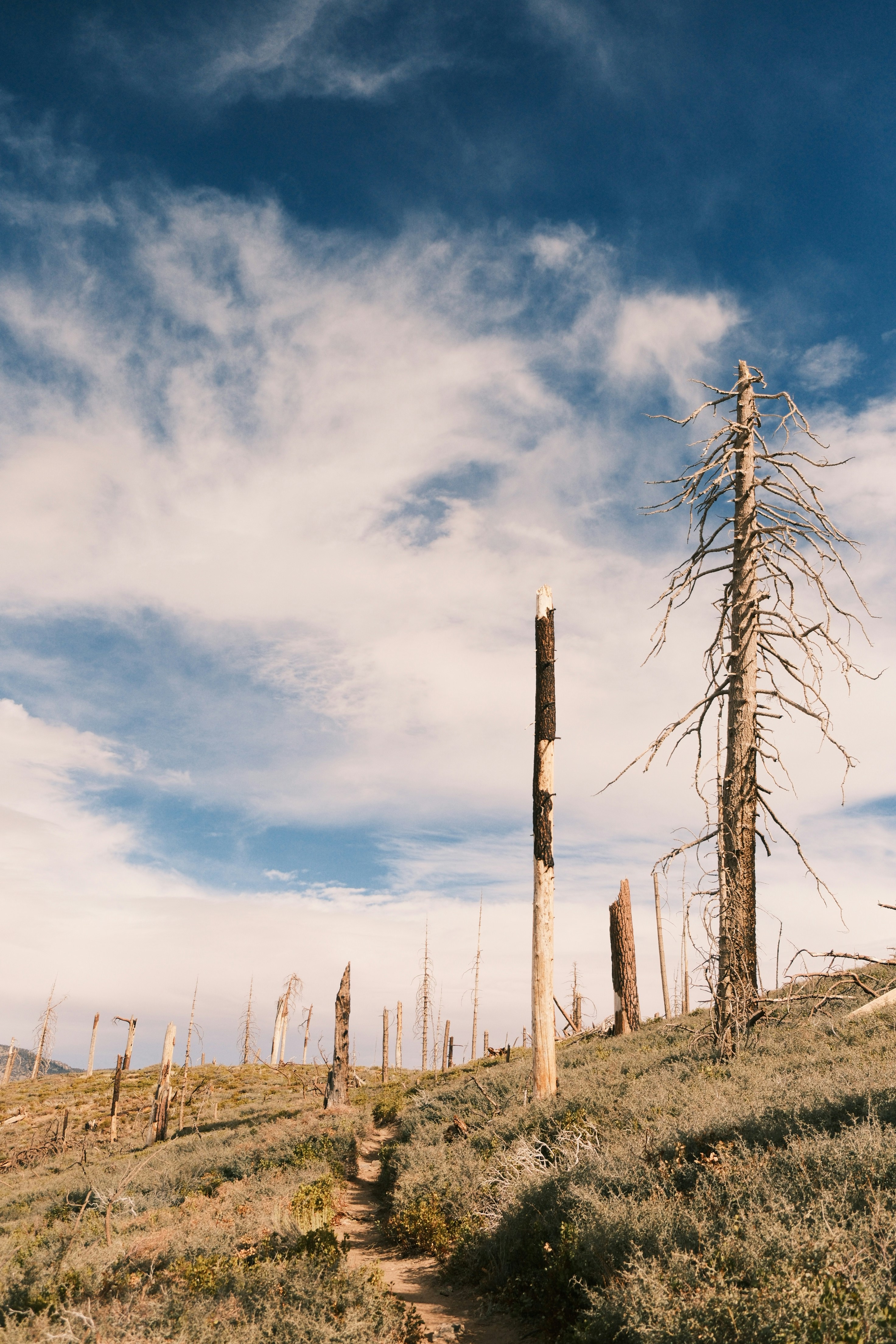 Deserted Gateways: Weathered trunks Stand Guard Over a Winding Path