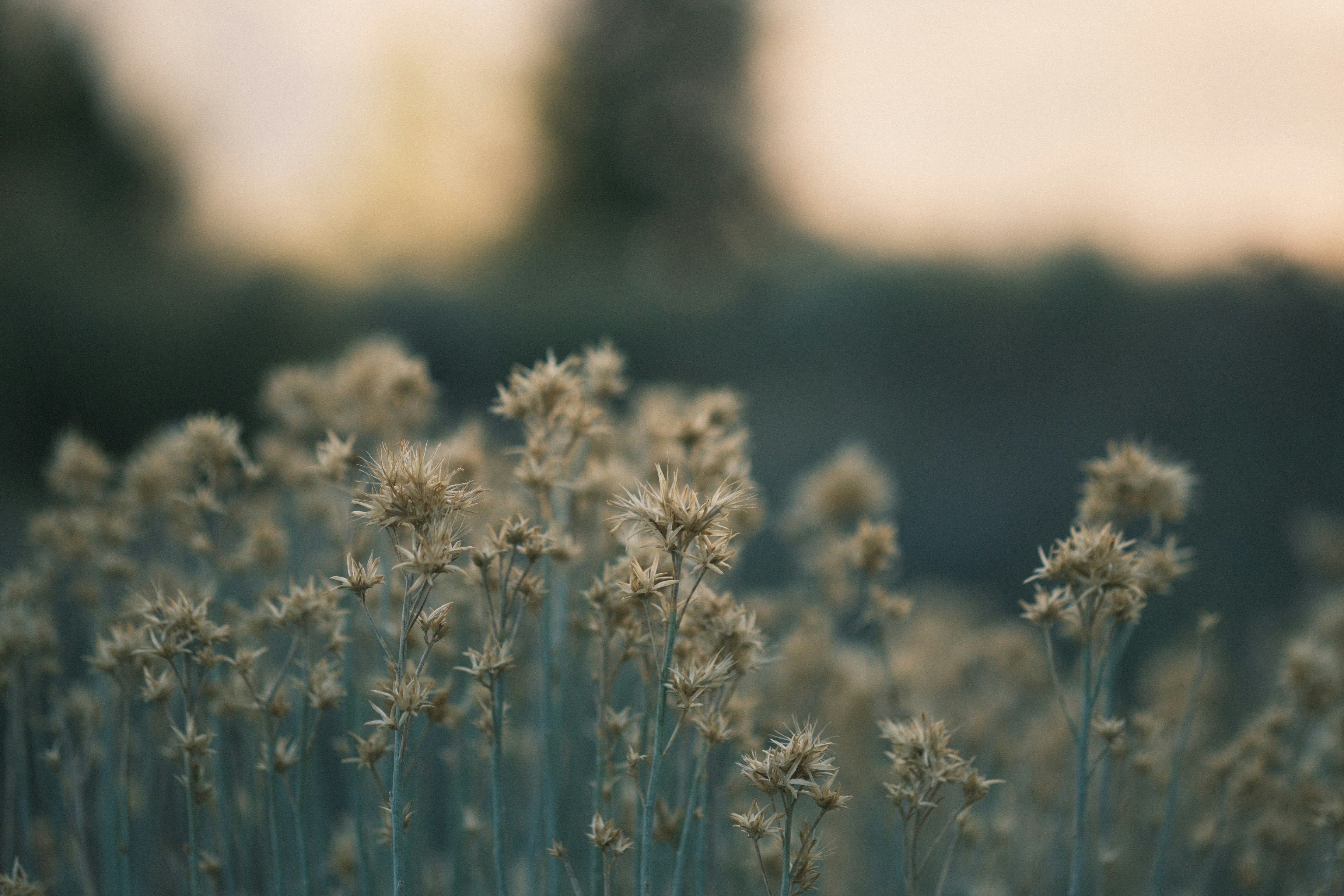 Dusk Veil on Prairie Seed Heads: A Quiet, Golden Moment