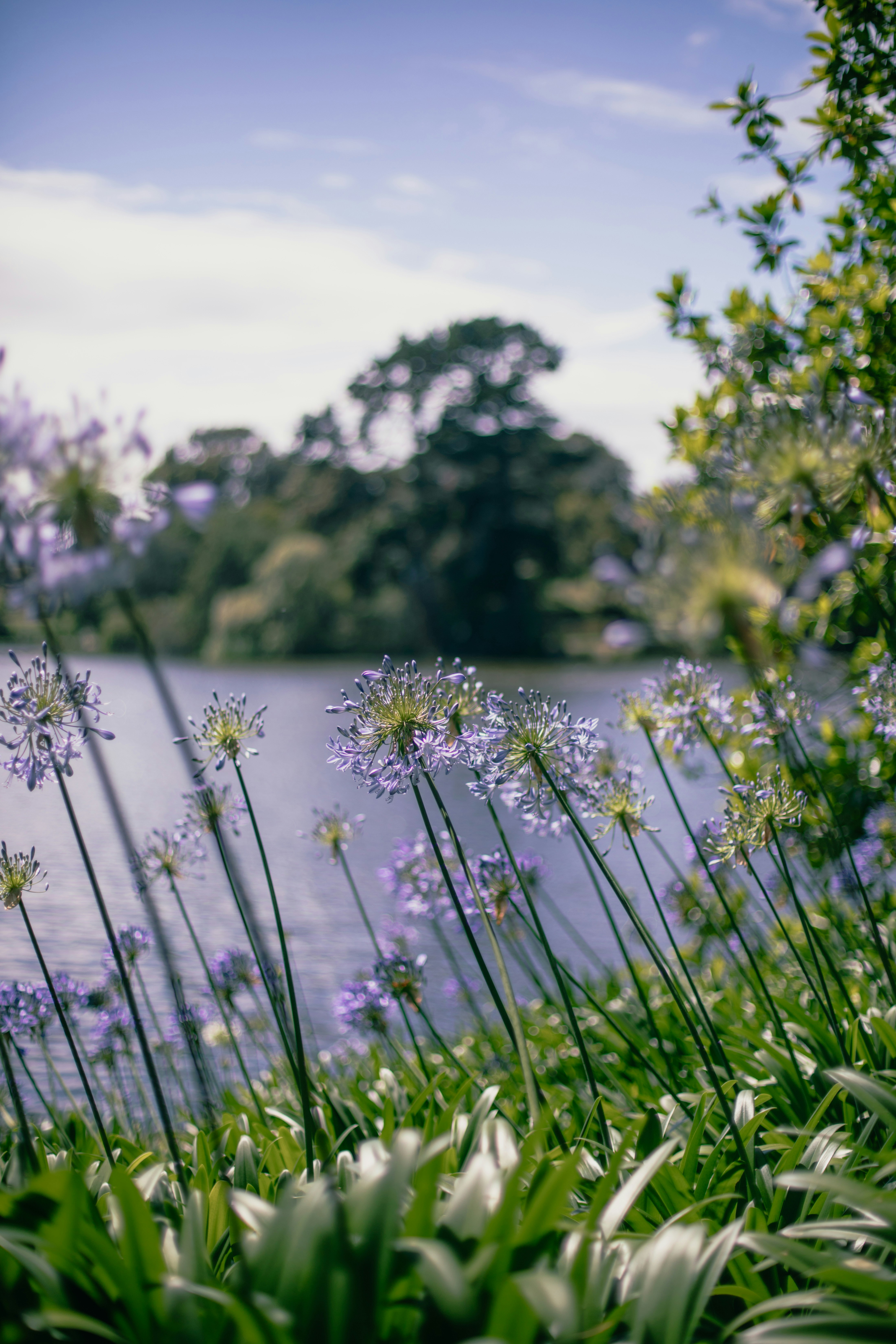 Alliums by the Lake: Purple Heads in Gentle Blur