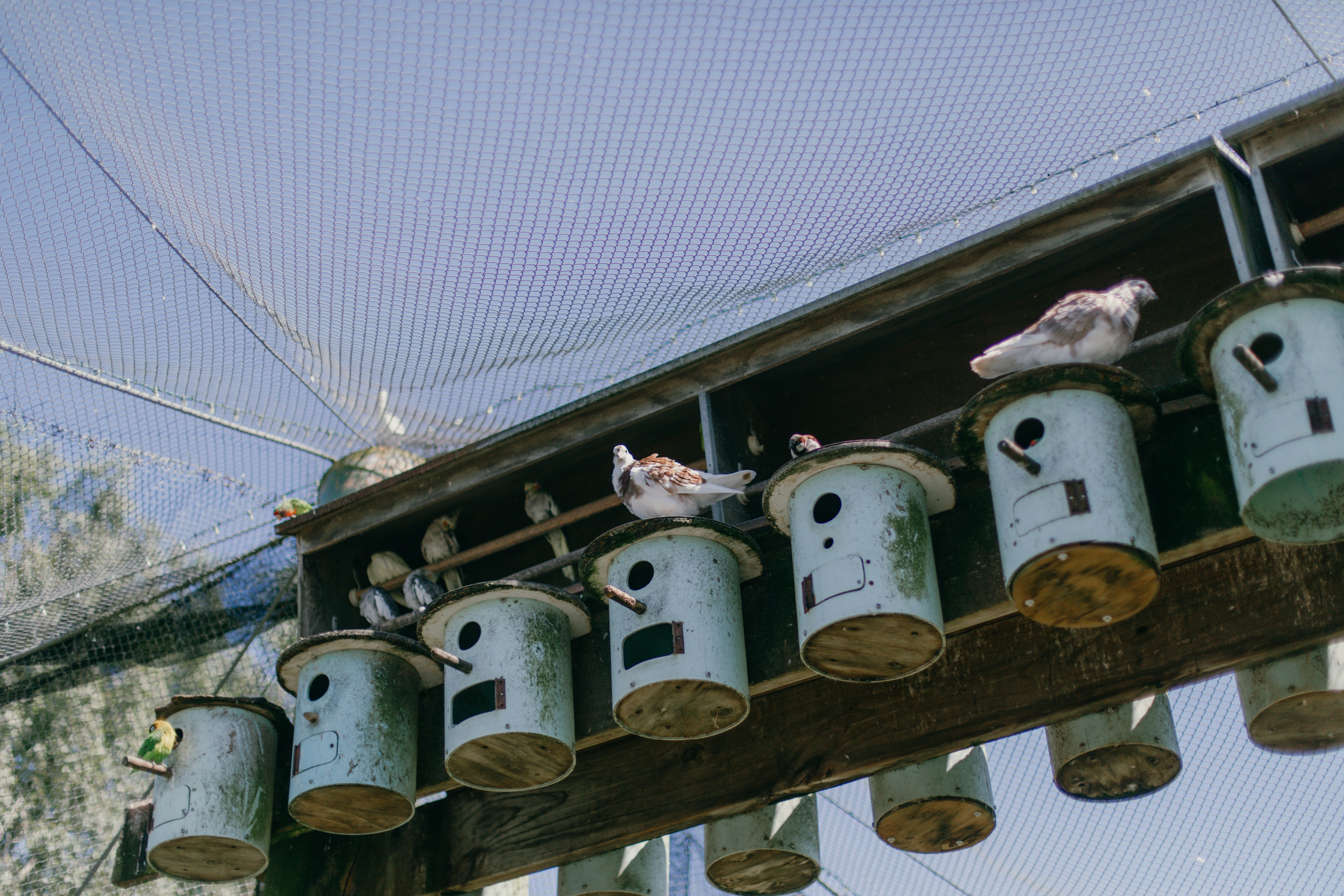 Pigeons Perch Along a Row of Blue Feeder Cylinders Under Mesh