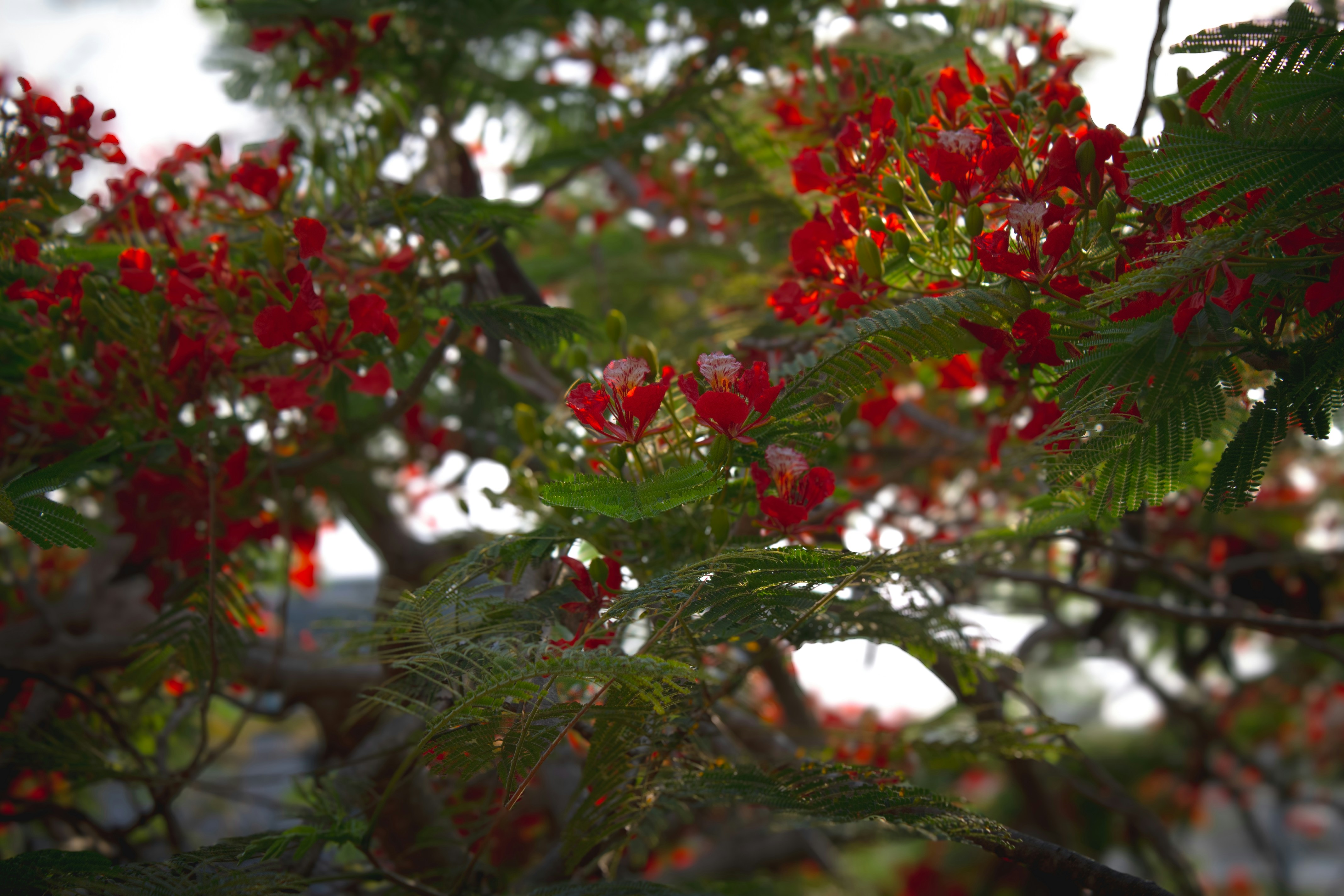 Crimson blossoms in a sunlit canopy