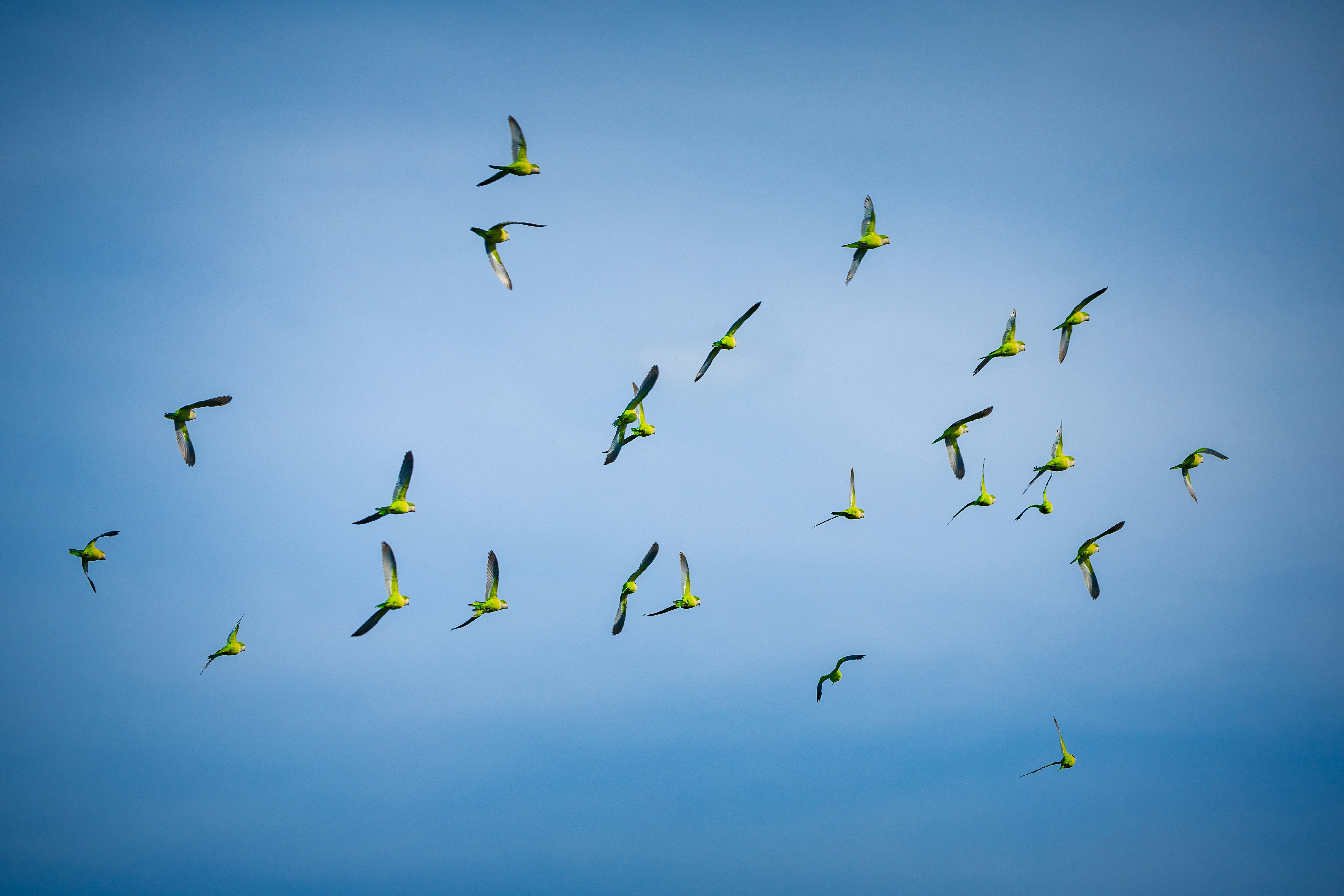 Lime Parrots Scatter Across a Cerulean Sky