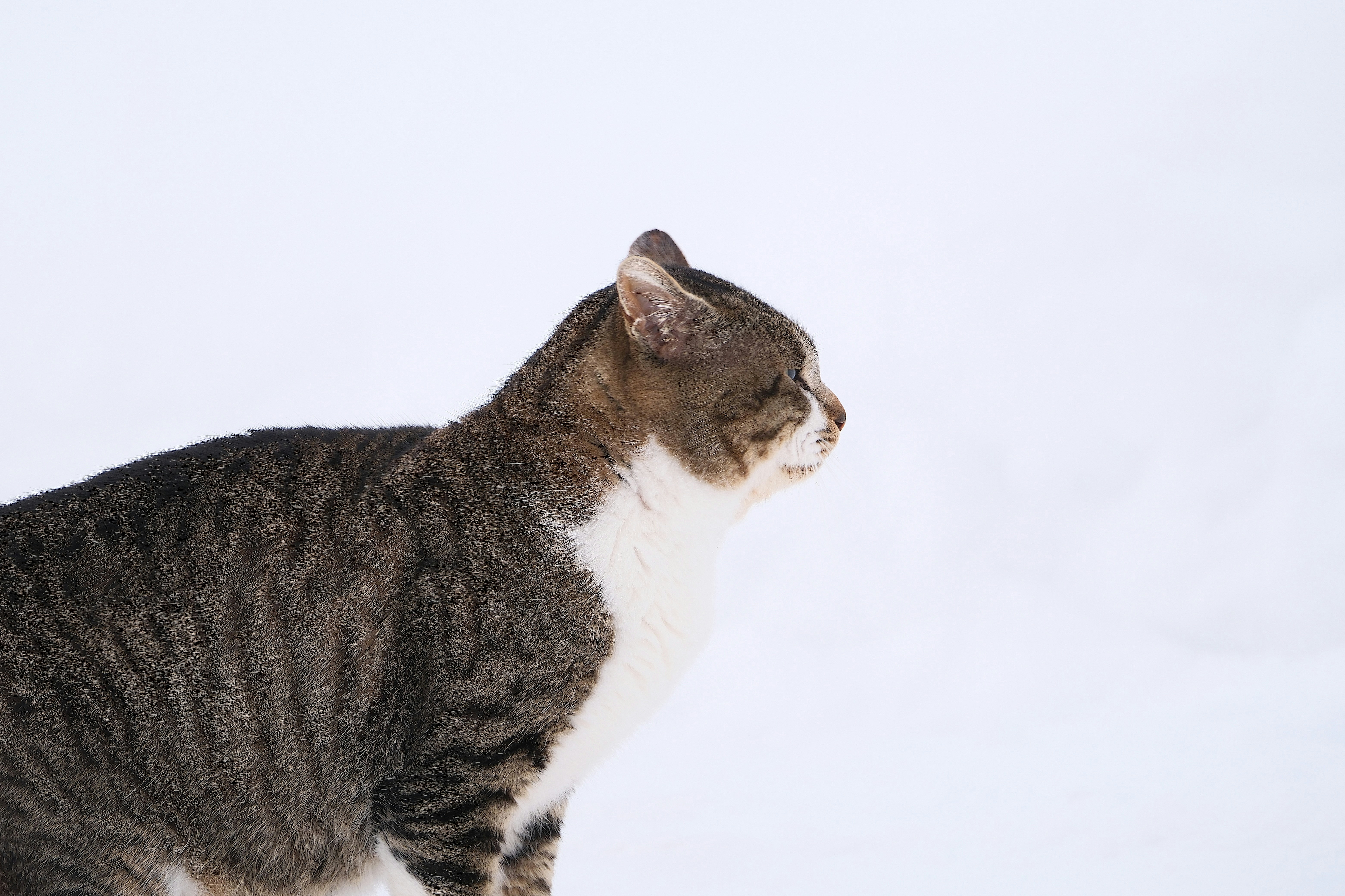 Snowbound Gaze: A Side Profile of a Cats's Quiet Stare