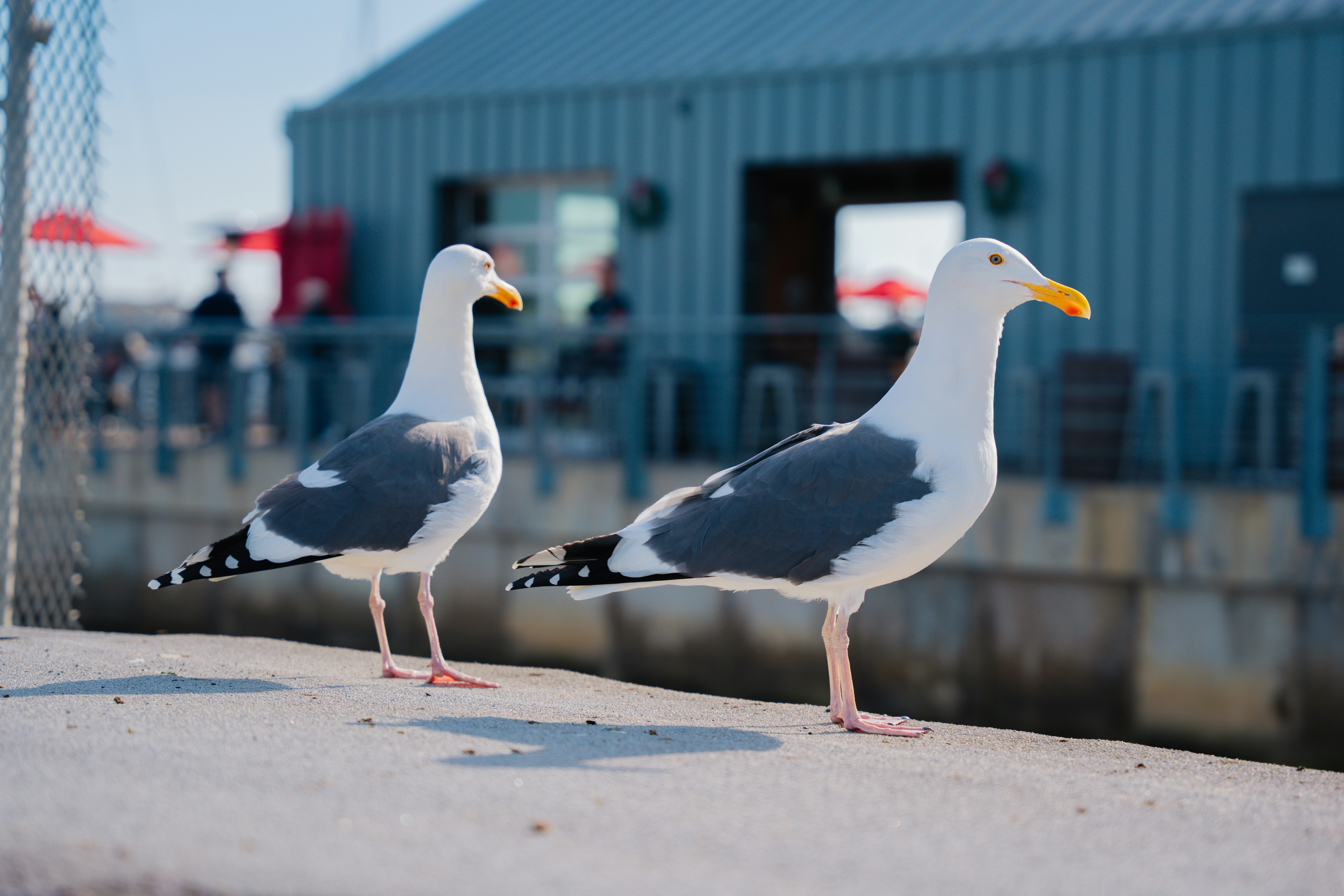 Two seagulls standing next to each other near a fence photo – Free ...