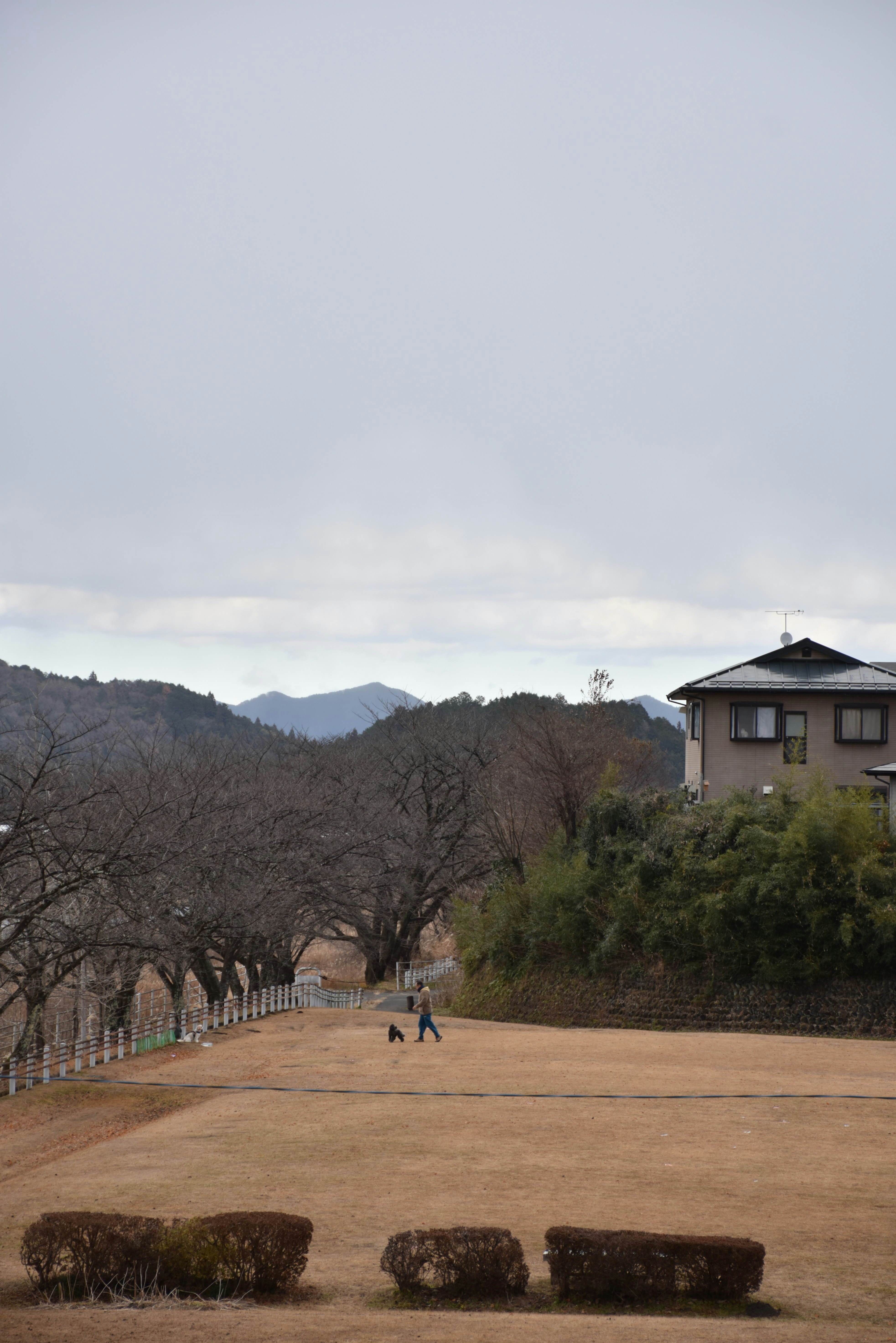 A person walking a dog on a grassy field, framed by leafless trees and distant mountains under a cloudy sky.