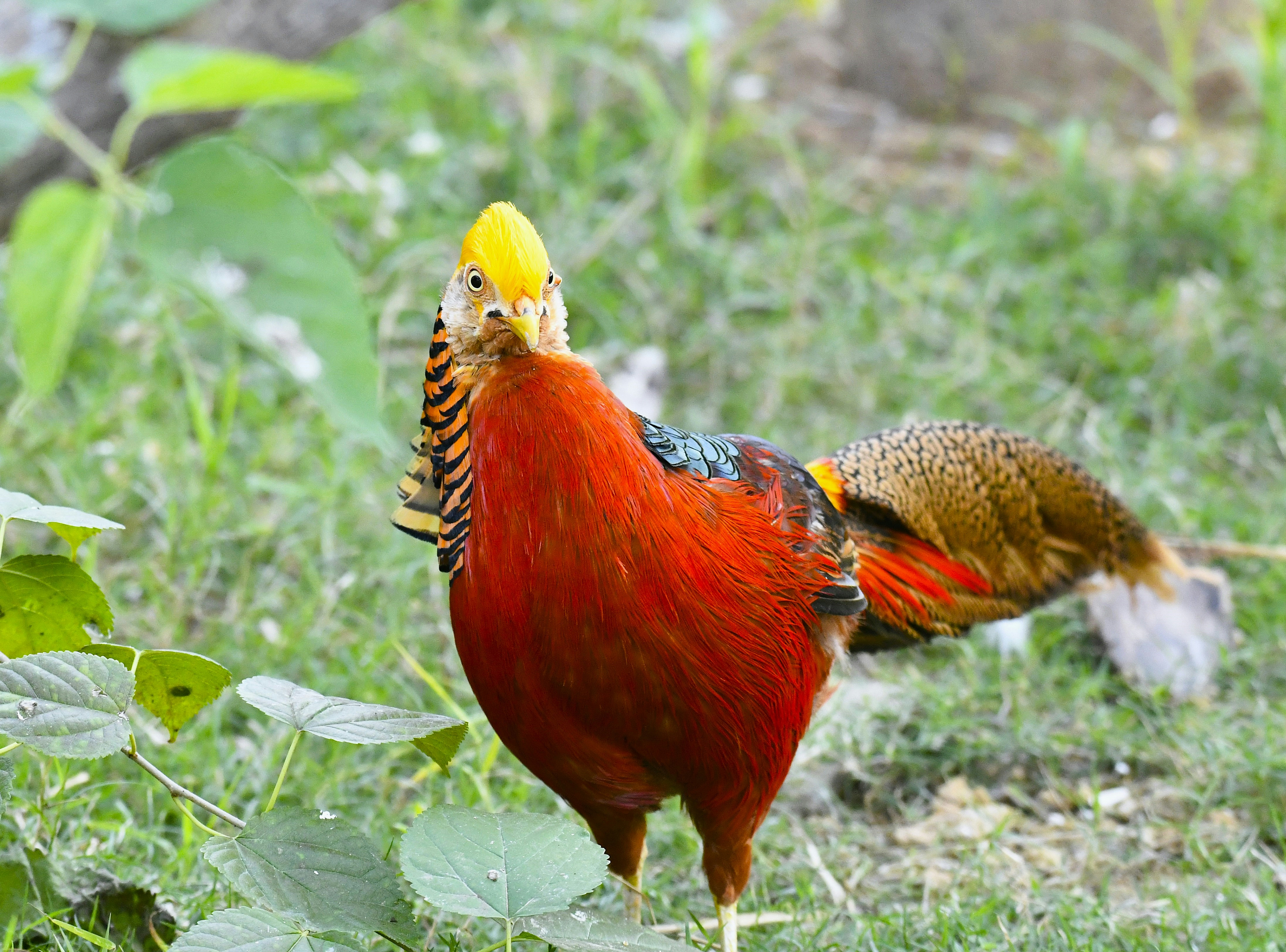 Crimson Crest Emerges in an Emerald Meadow