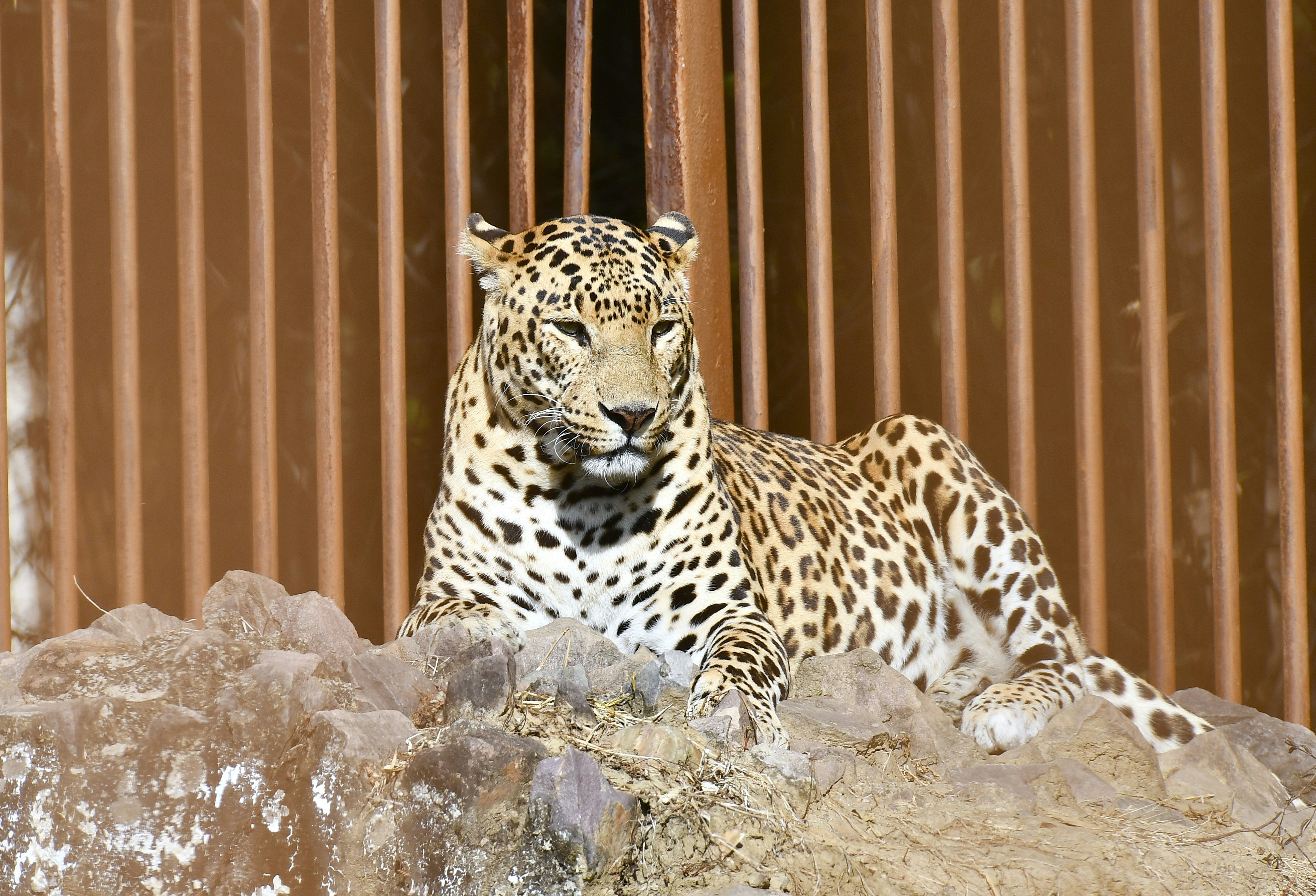 Leopard at Rest on a Rocky Ledge Behind Barred Enclosure