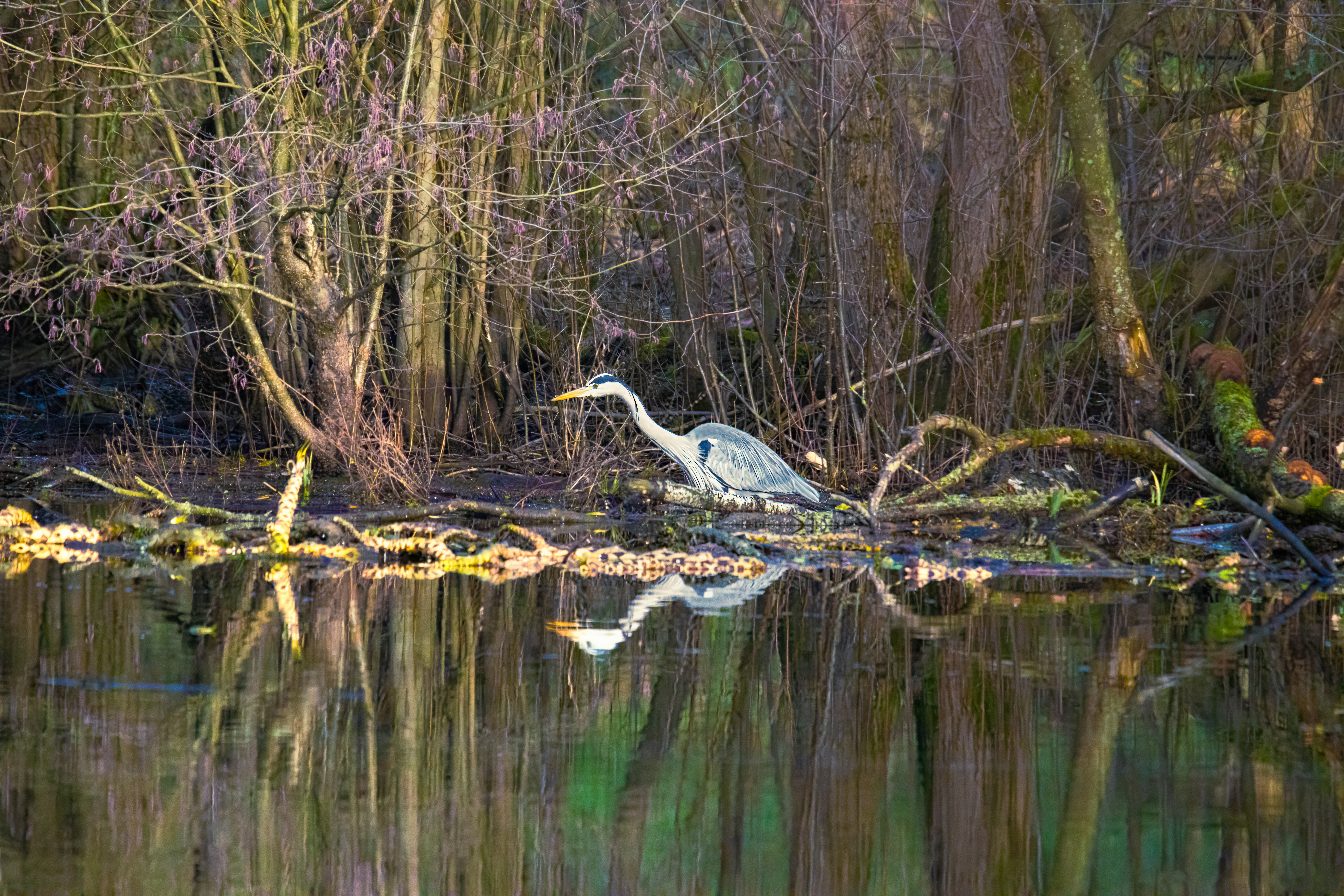White Heron at the Water’s Edge: Reflections in Spring Light