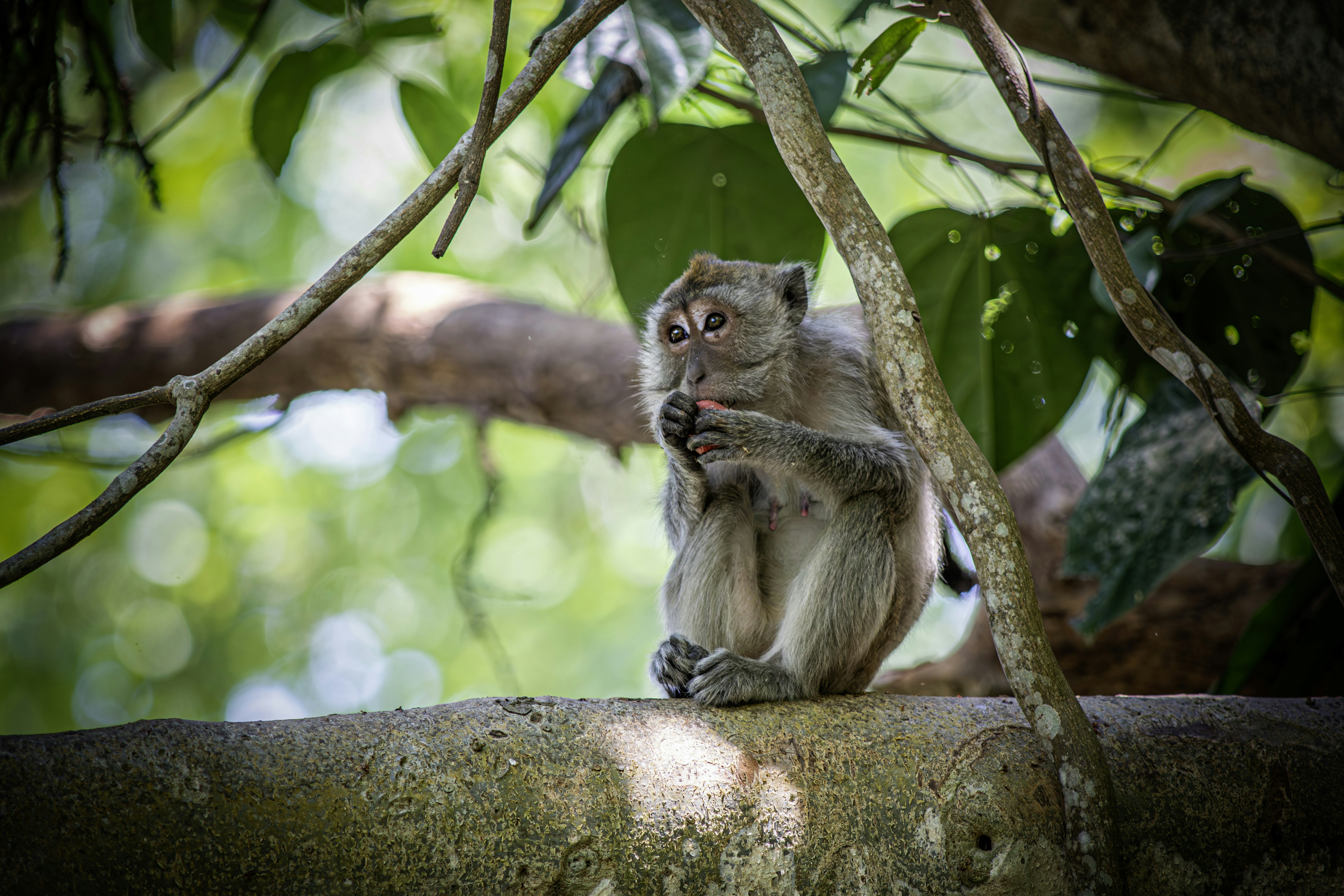 A monkey sitting on top of a tree branch photo – Free Animal Image on ...