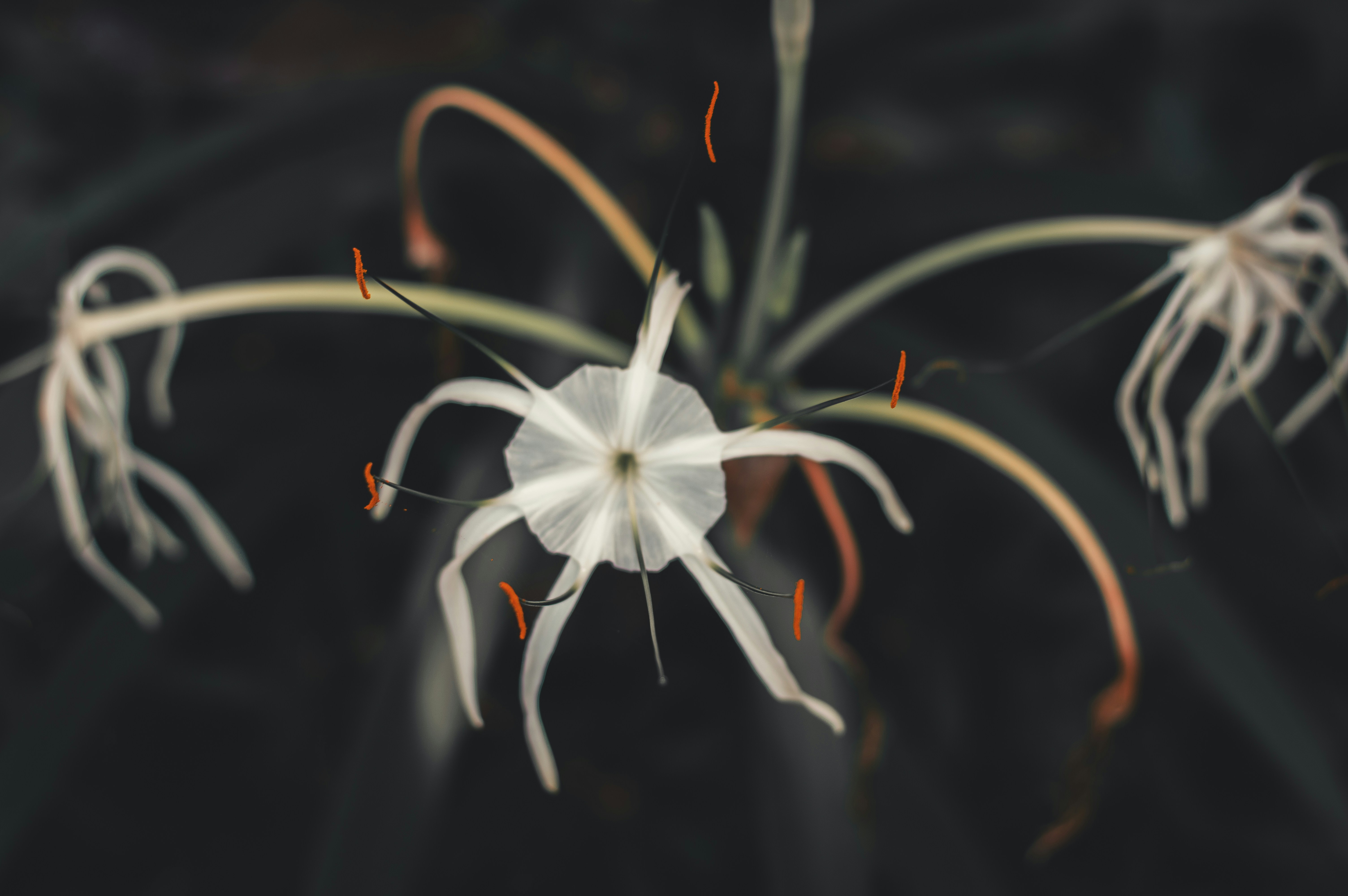 Whisper of a White Bloom Framed by Velvet Darkness