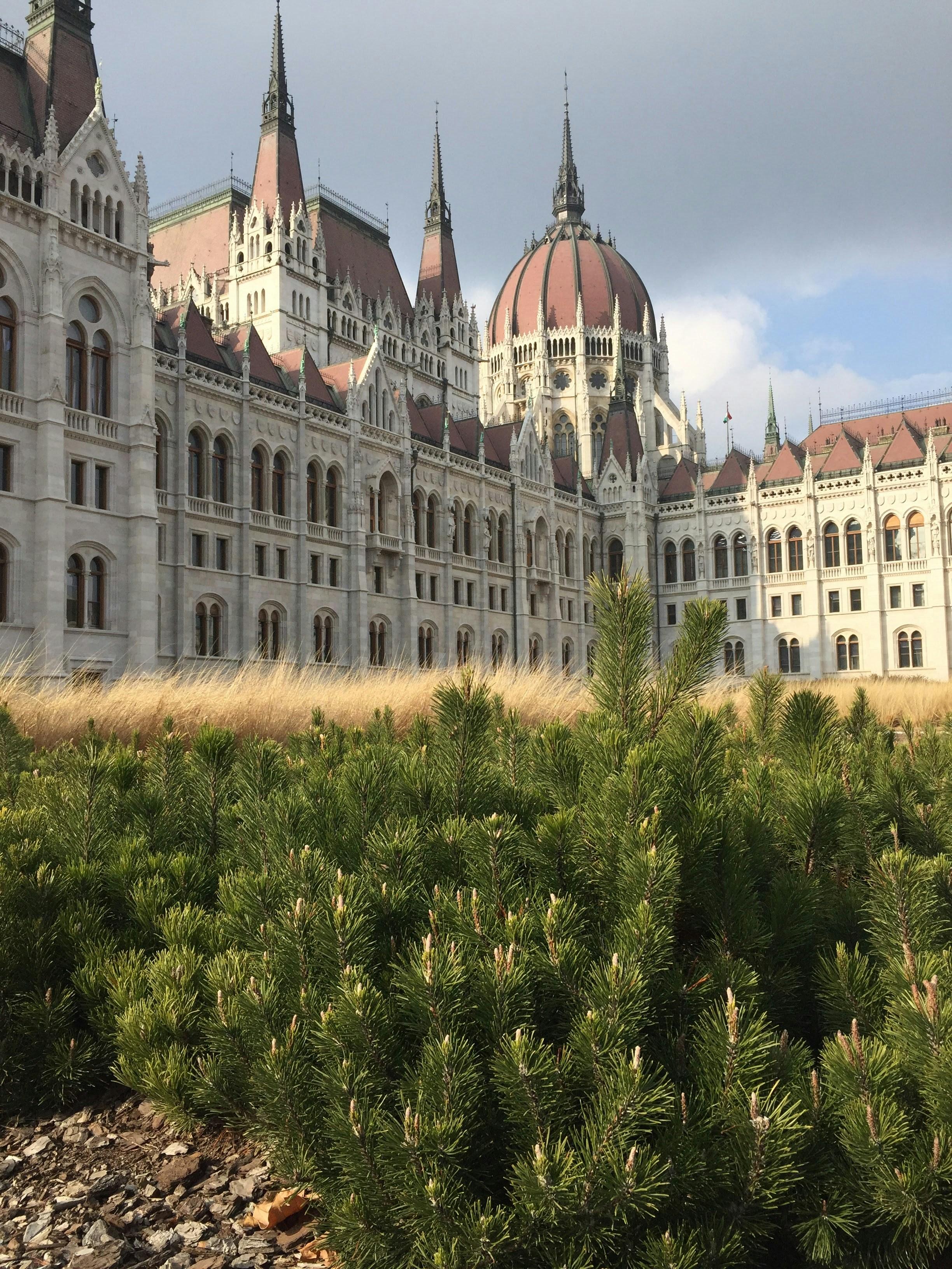 Budapest Parliament Crowned by Dome, Framed by Pine Foreground