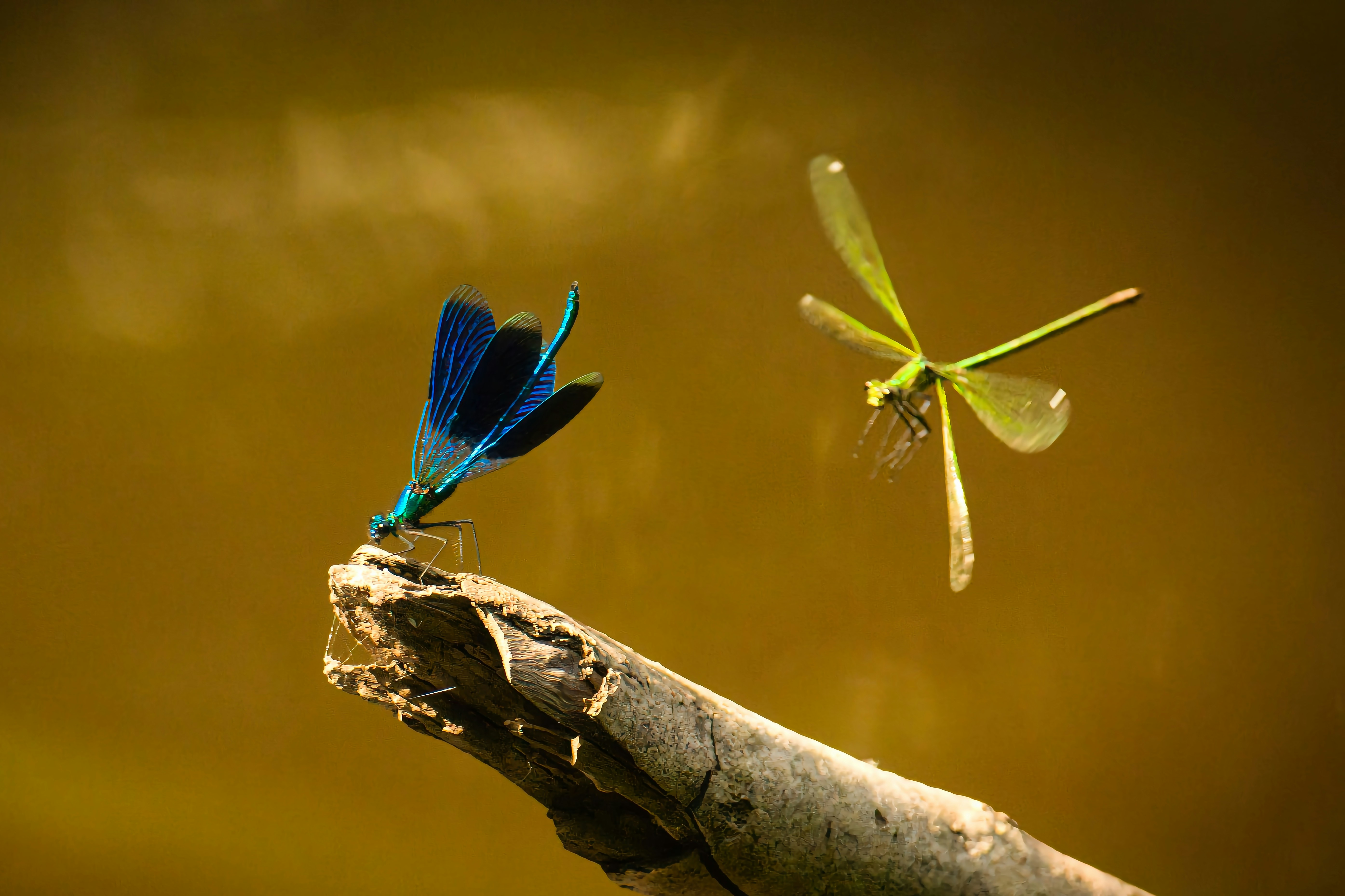 Azure-Winged Sentinel on a Sun-Warmed Twig