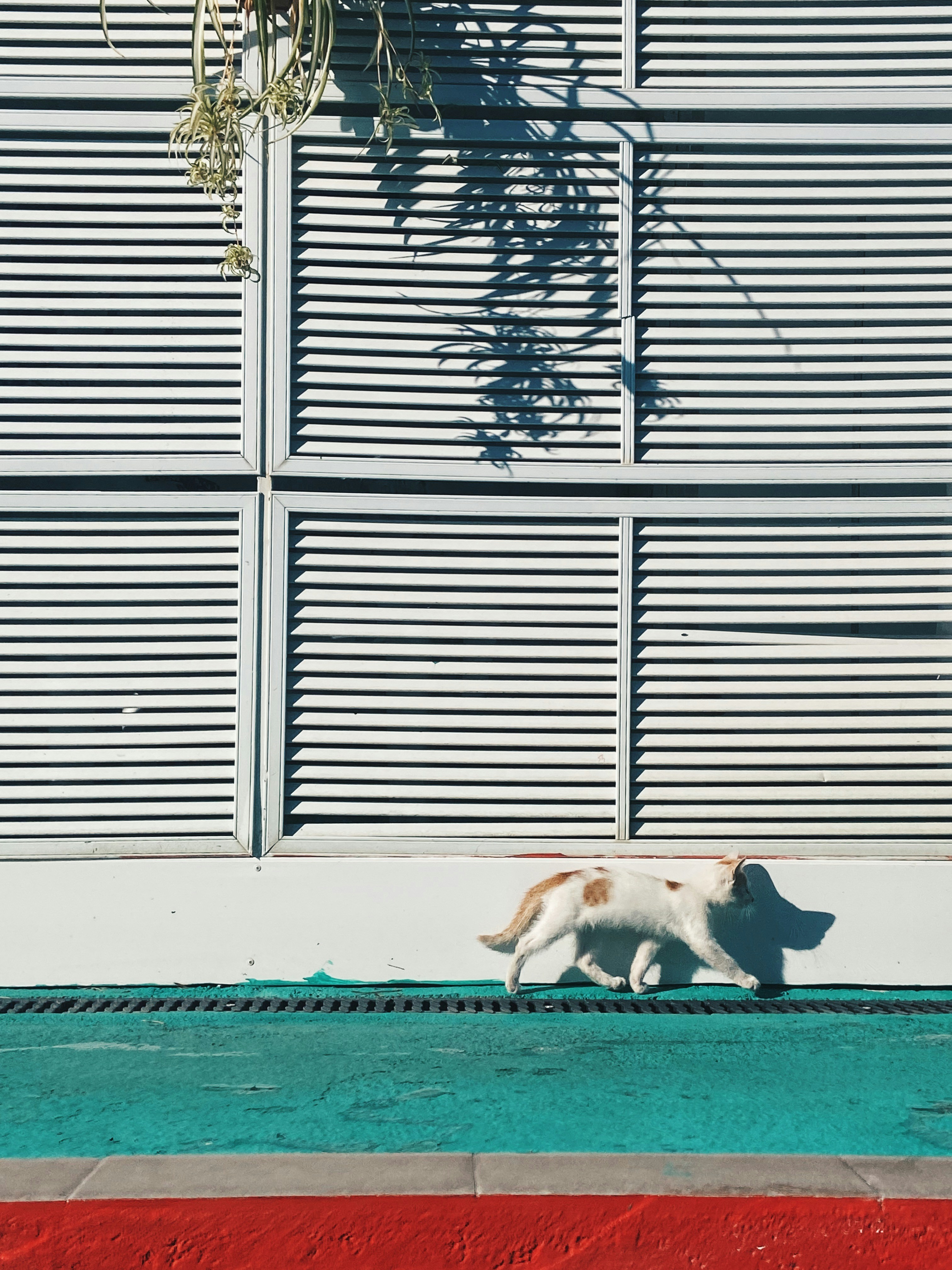 Cat on a Turquoise Verge Under a Grid of Stripes