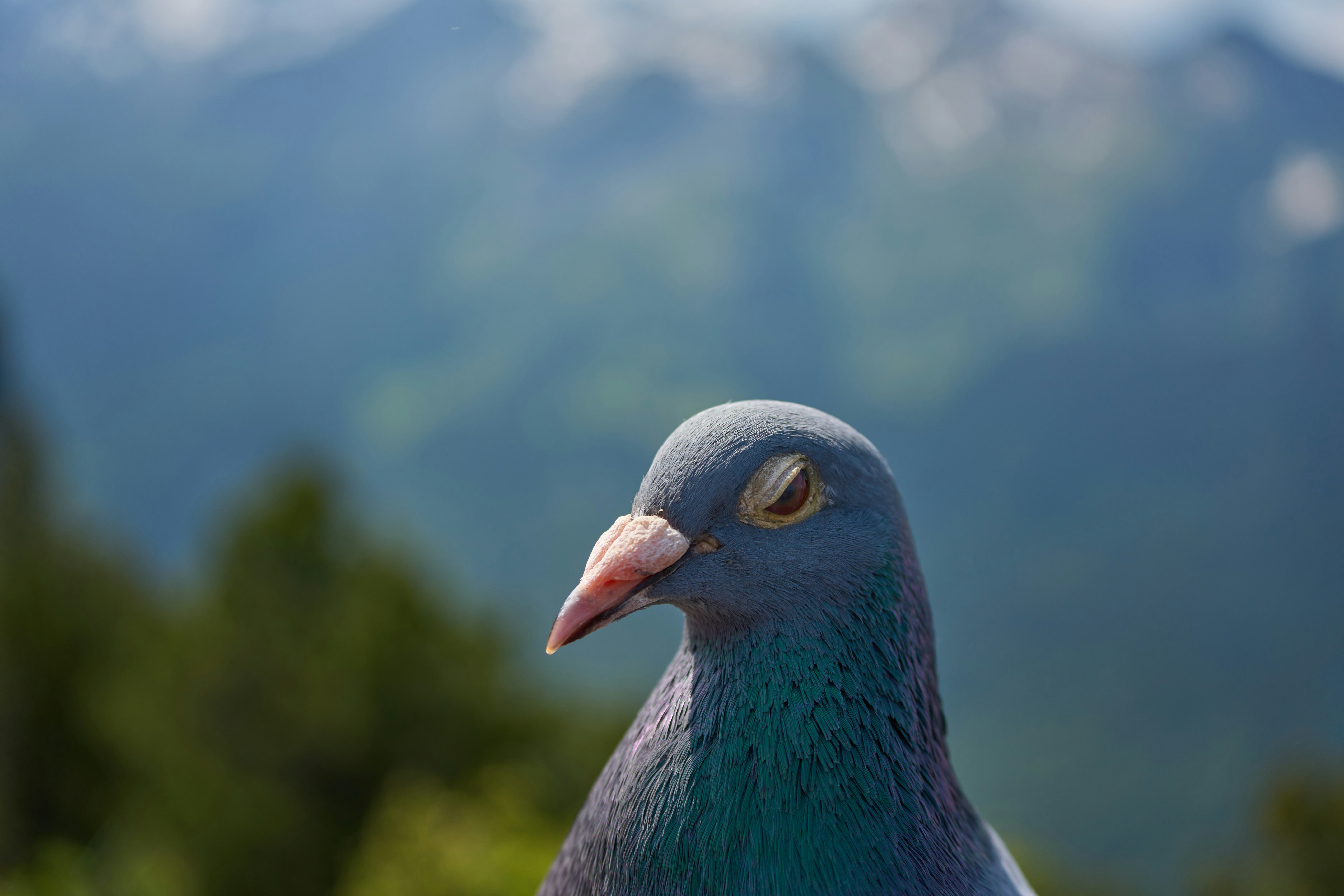 Azure Crest in the Alps: a pigeon portrait with velvet alpine light