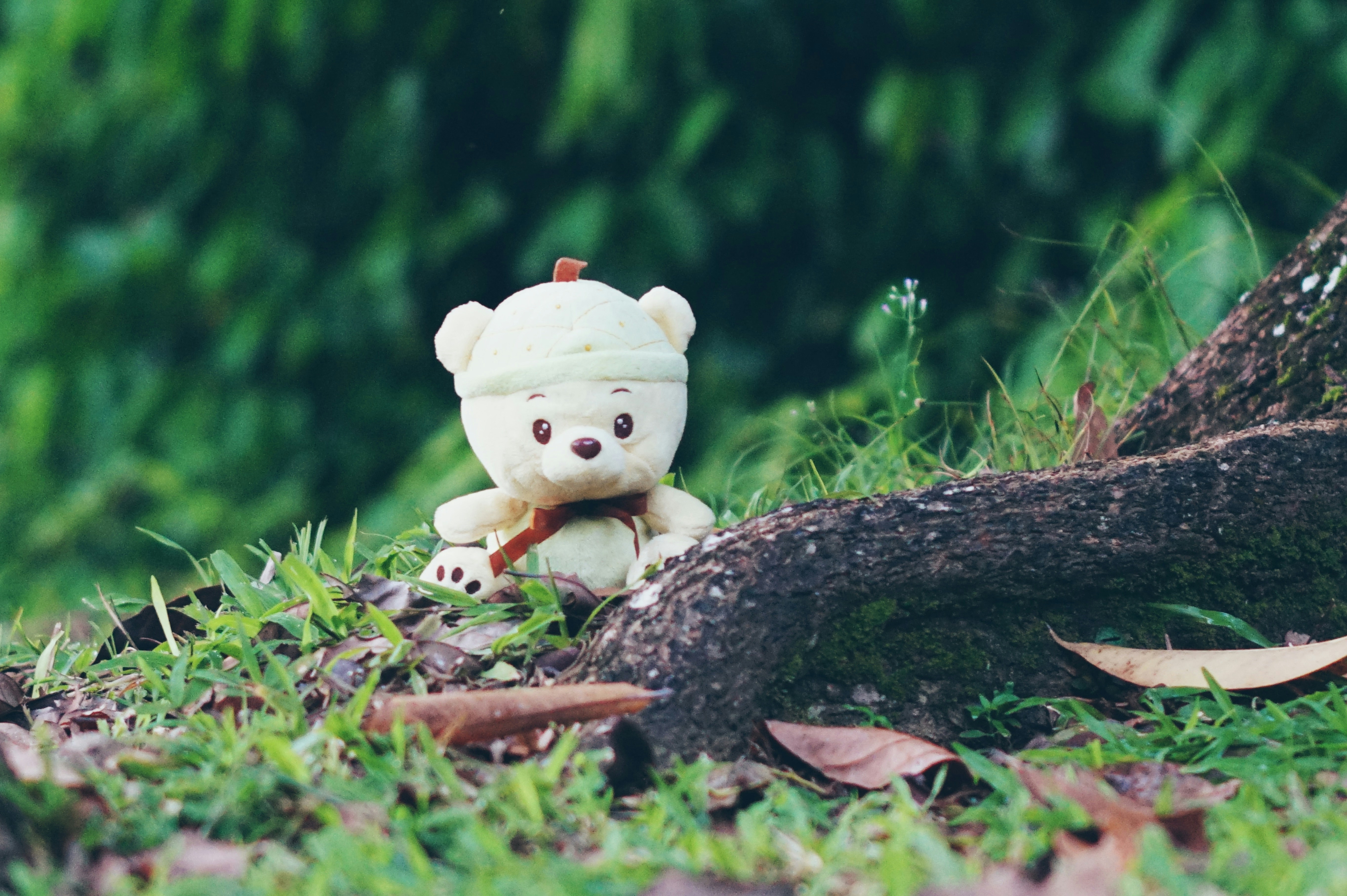 A teddy bear sitting in the grass next to a fallen tree photo – Free ...