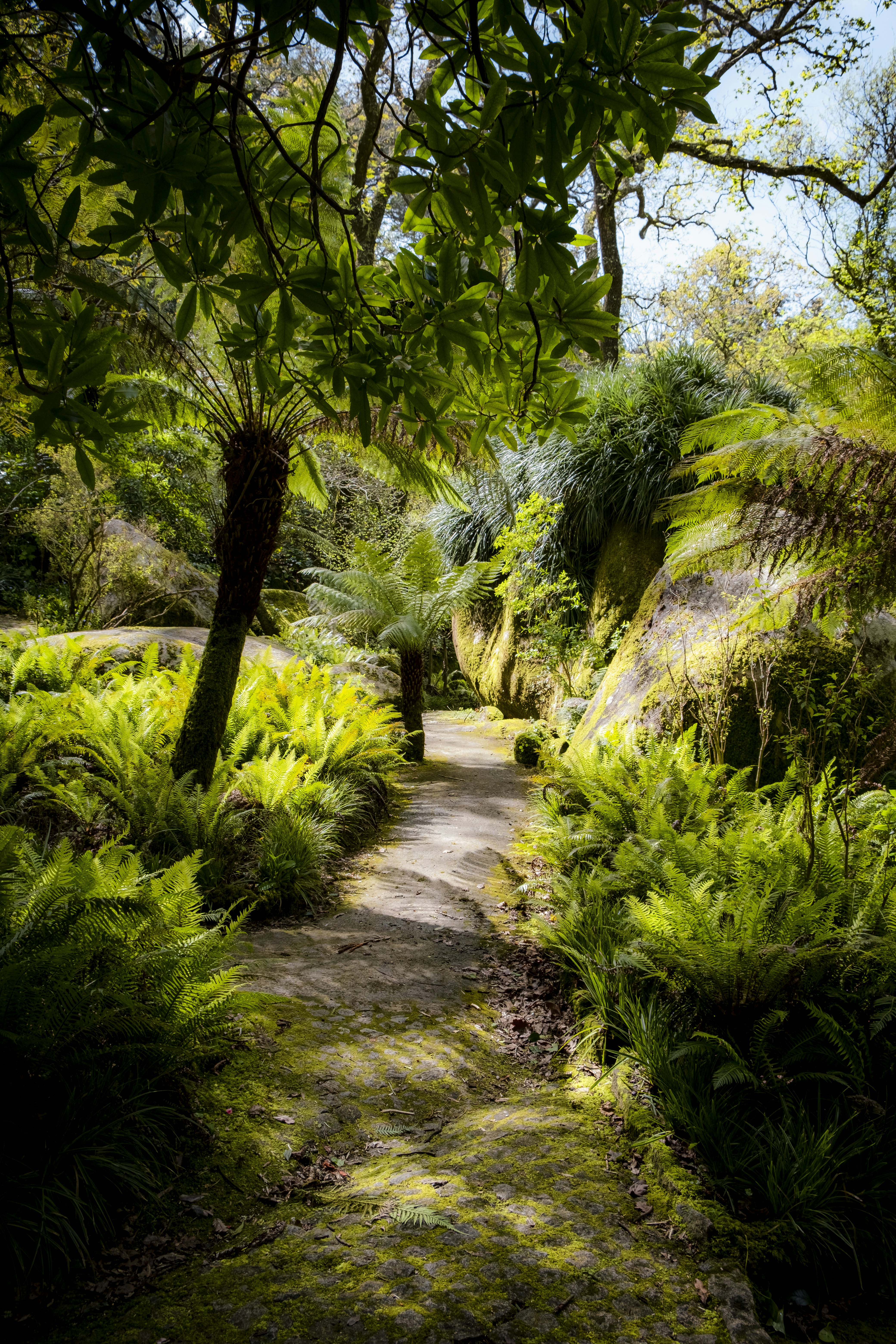 Lush garden pathway bordered by vibrant green ferns under a canopy of trees.