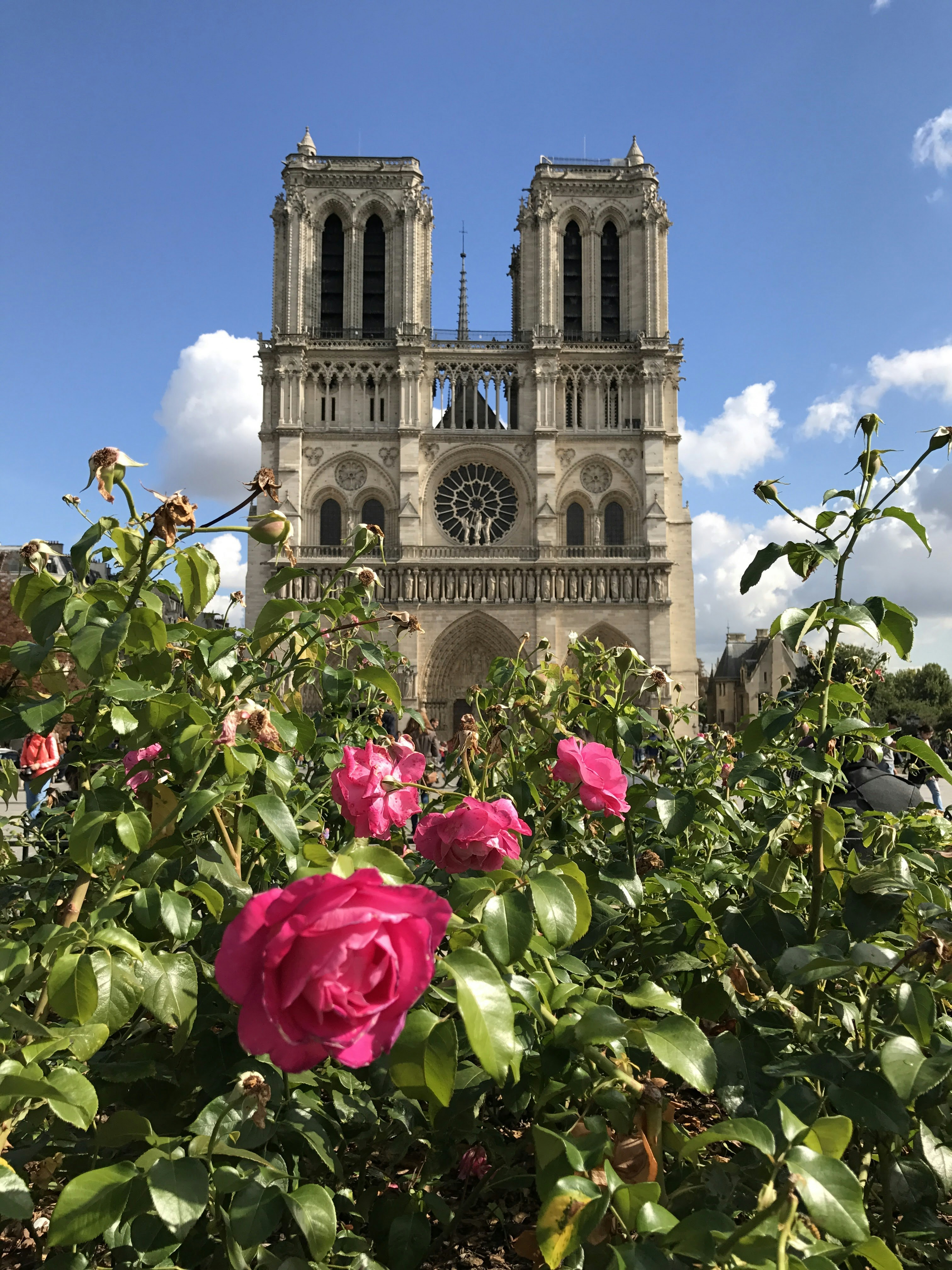 A rose bush in front of a large cathedral photo – Free Flower Image on ...
