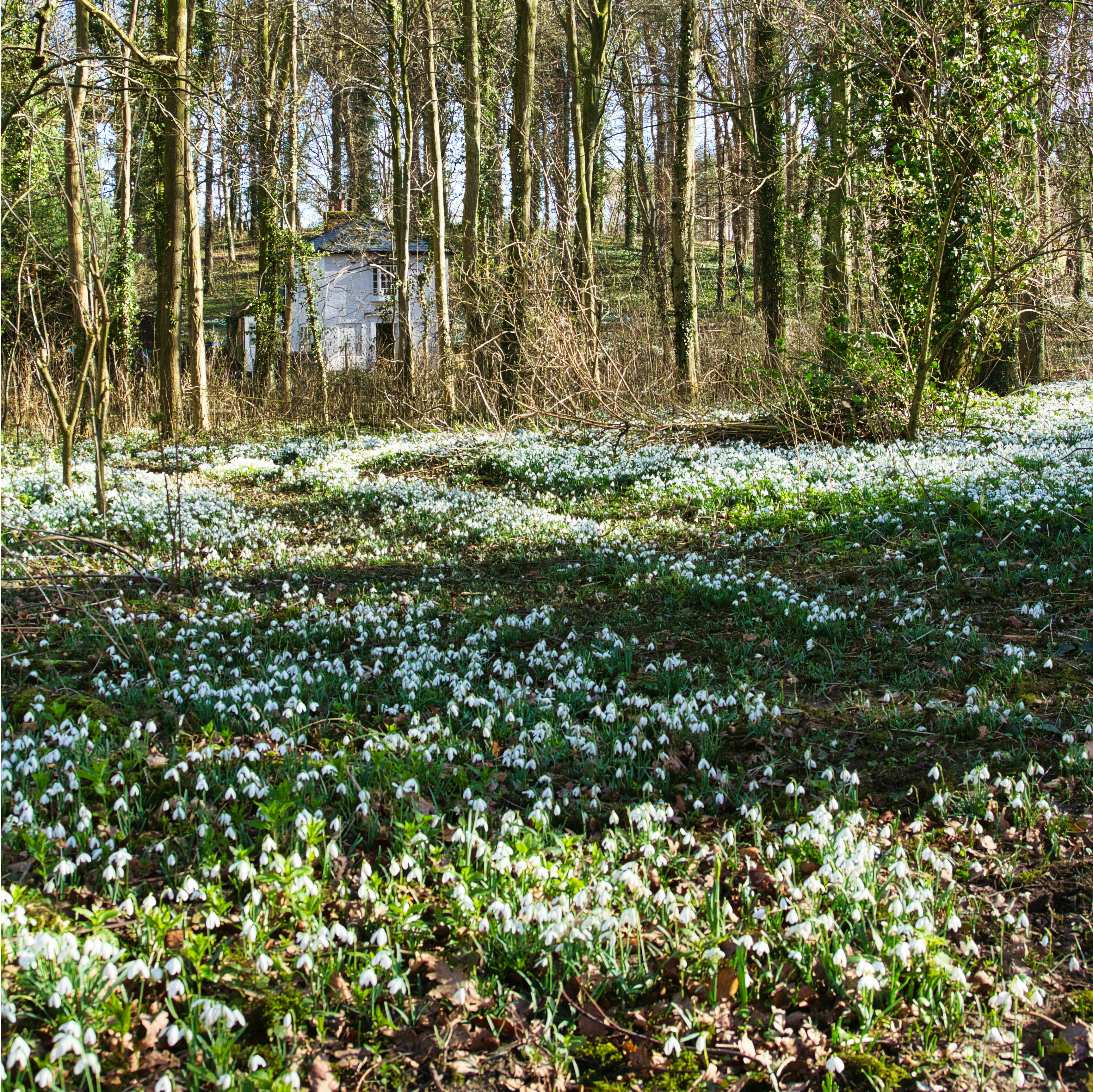 Cottage in the snowdrops