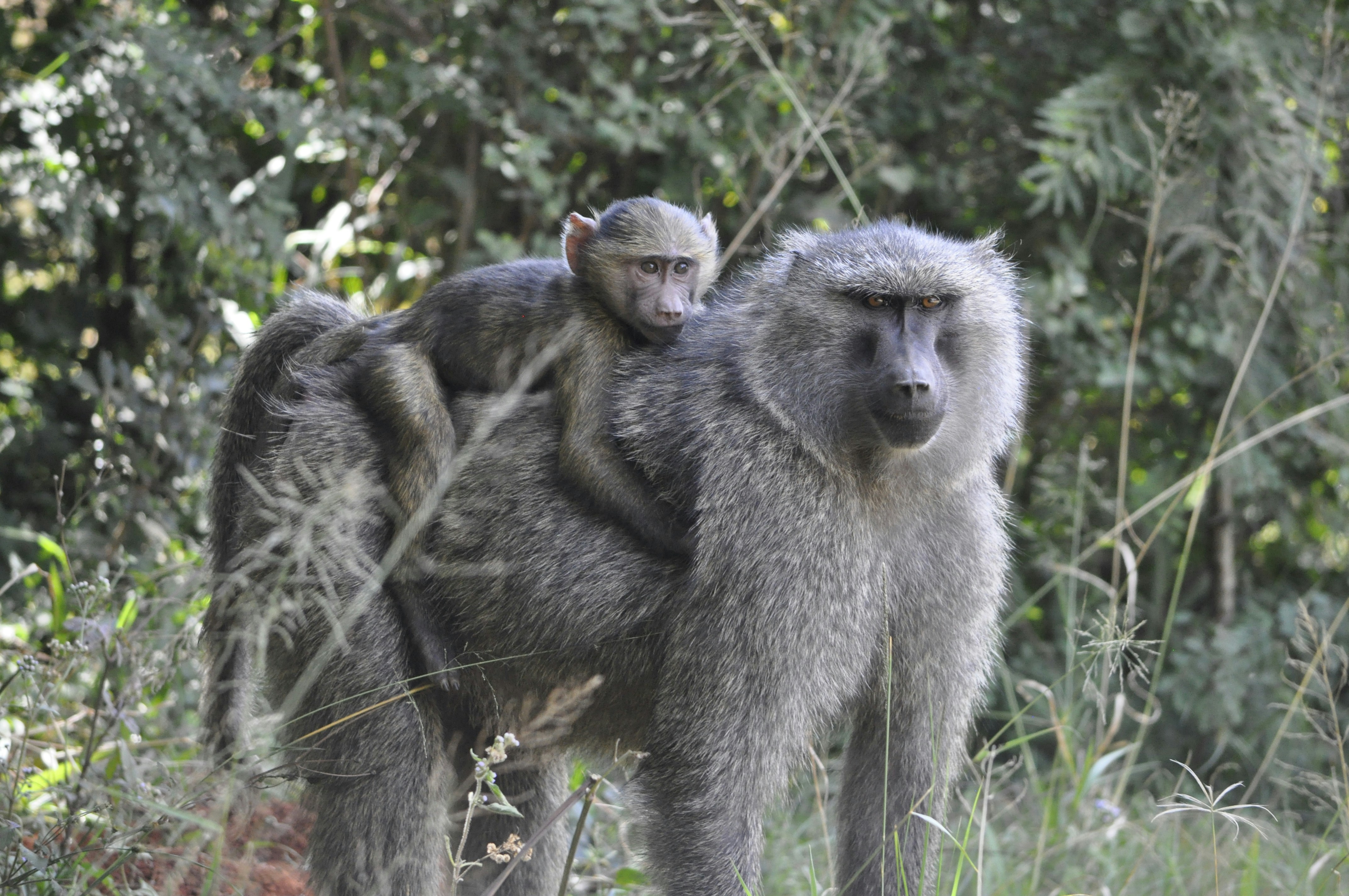 A baboon carrying another baboon on its back photo – Free Kenya Image ...
