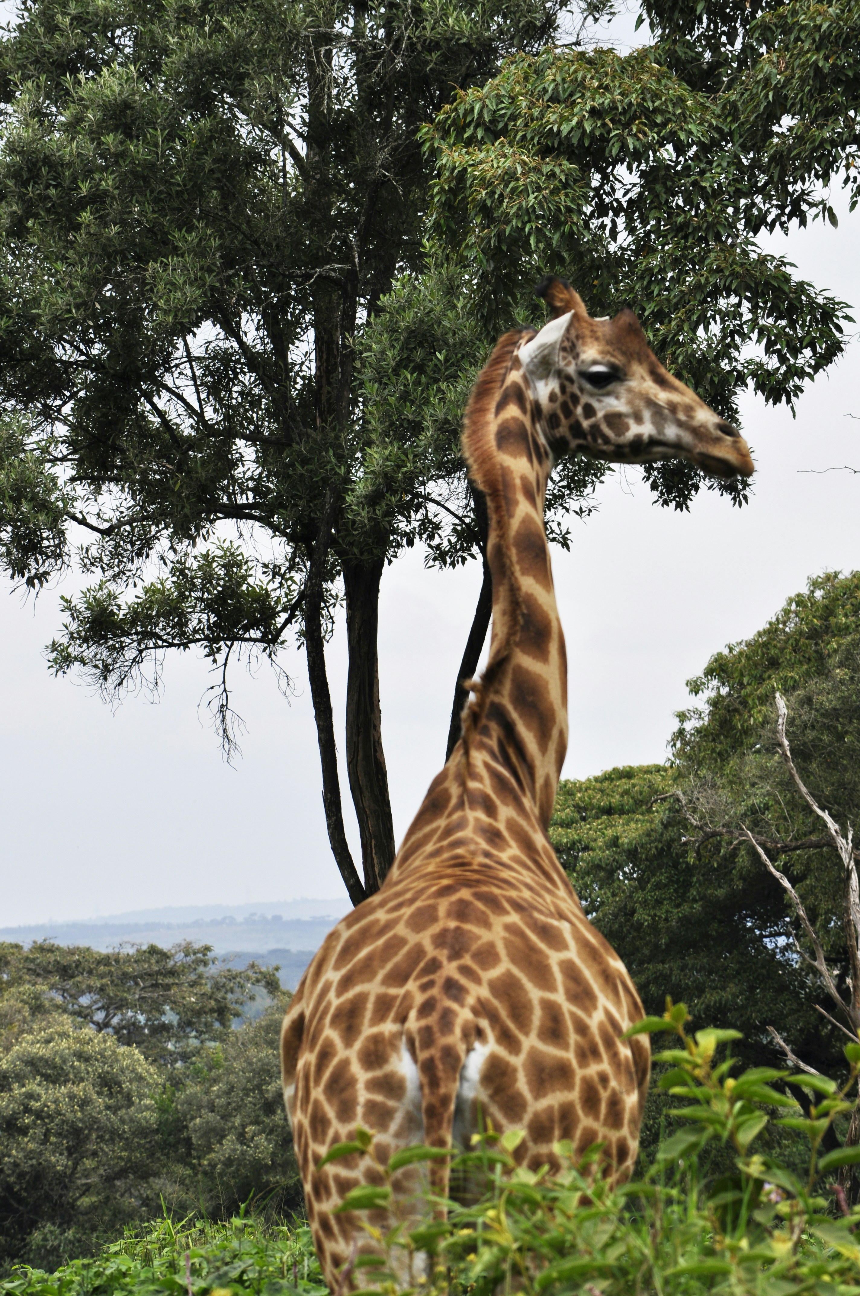 Giraffe's Quiet Summit: A Long-Neck Serenade Above the Foliage