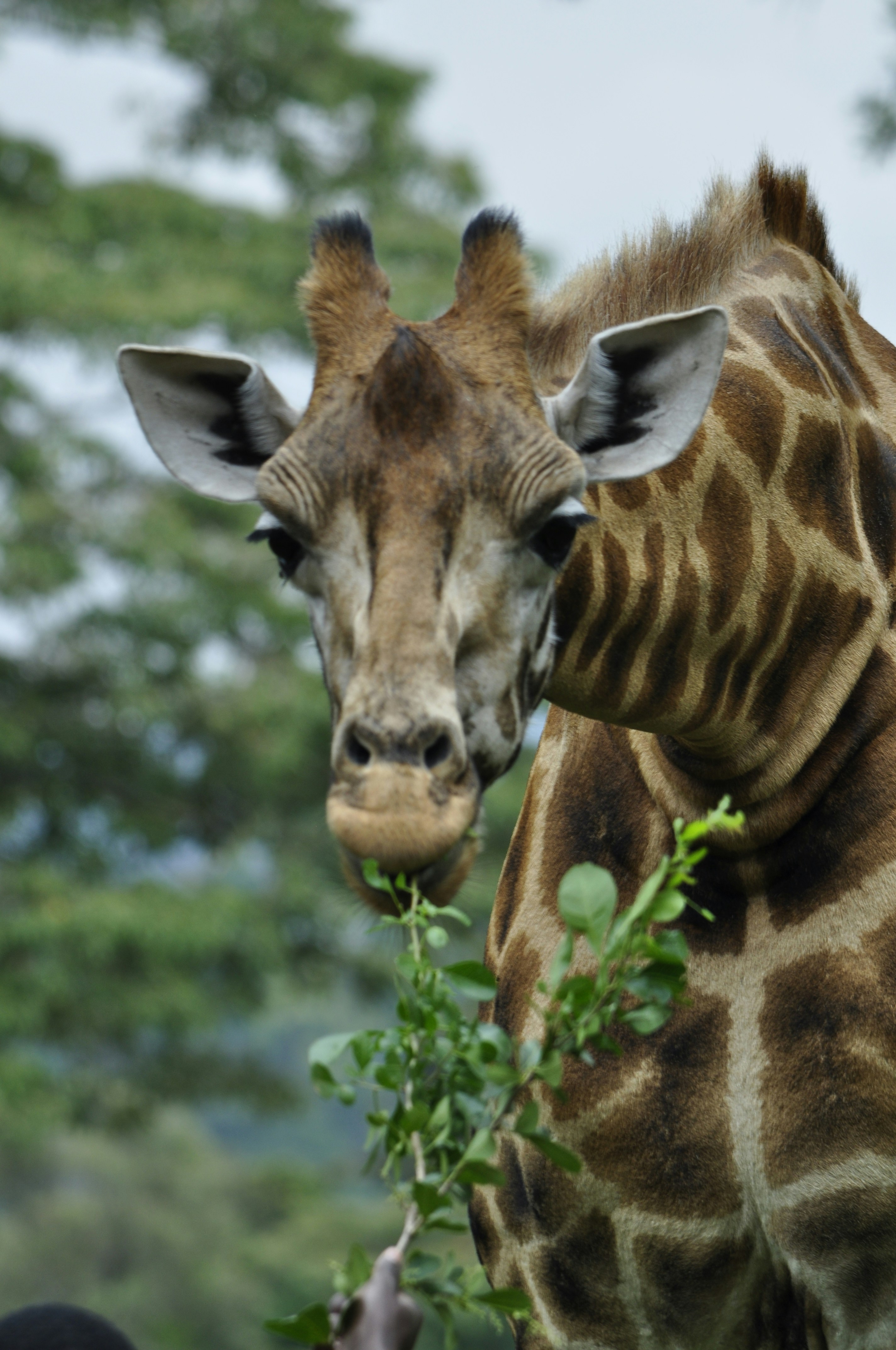 Gray Animal Tongue Photo Free Nairobi Image On Unsplash