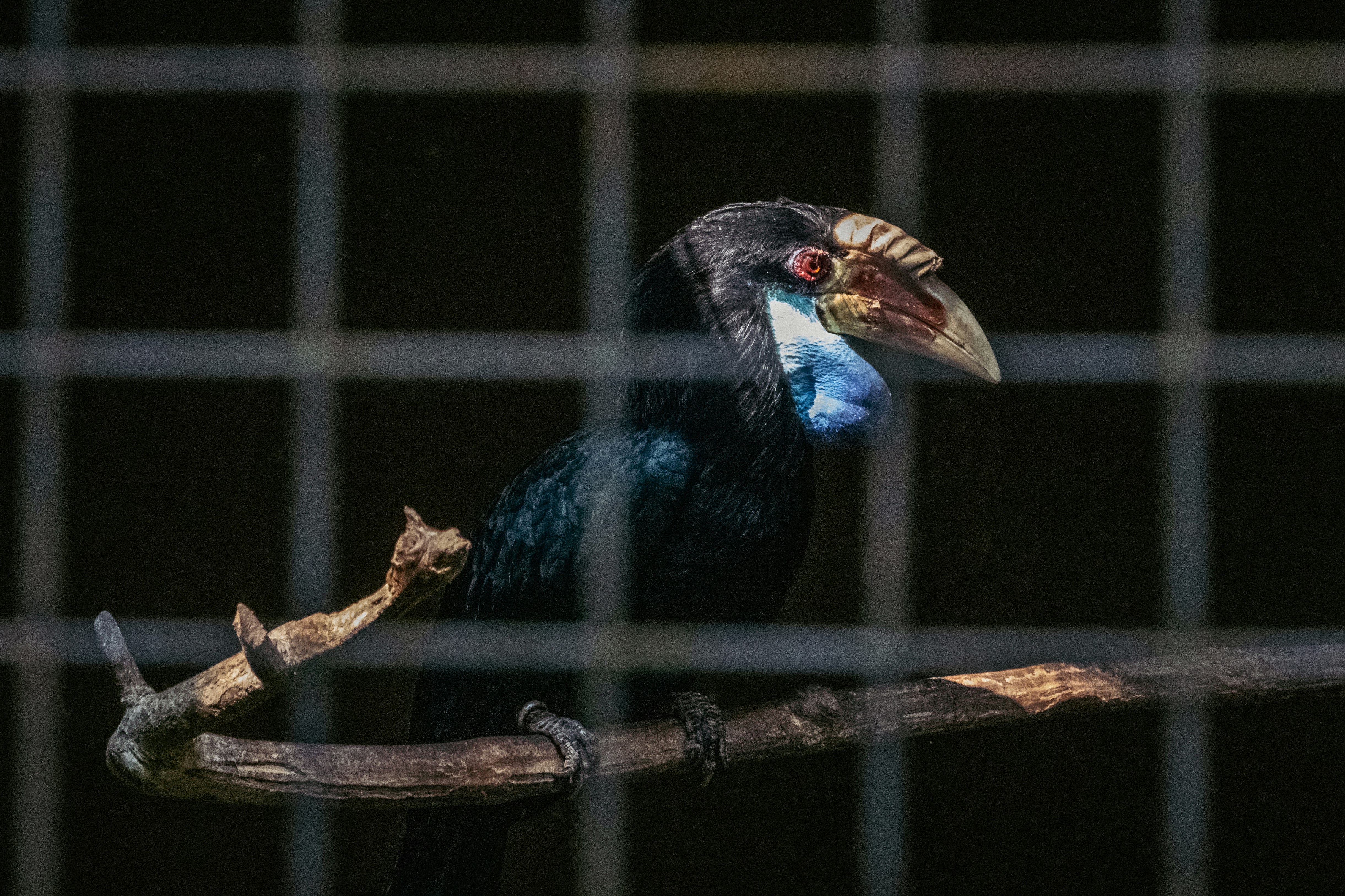 Barricaded Majesty: Hornbill in a Dim Cage